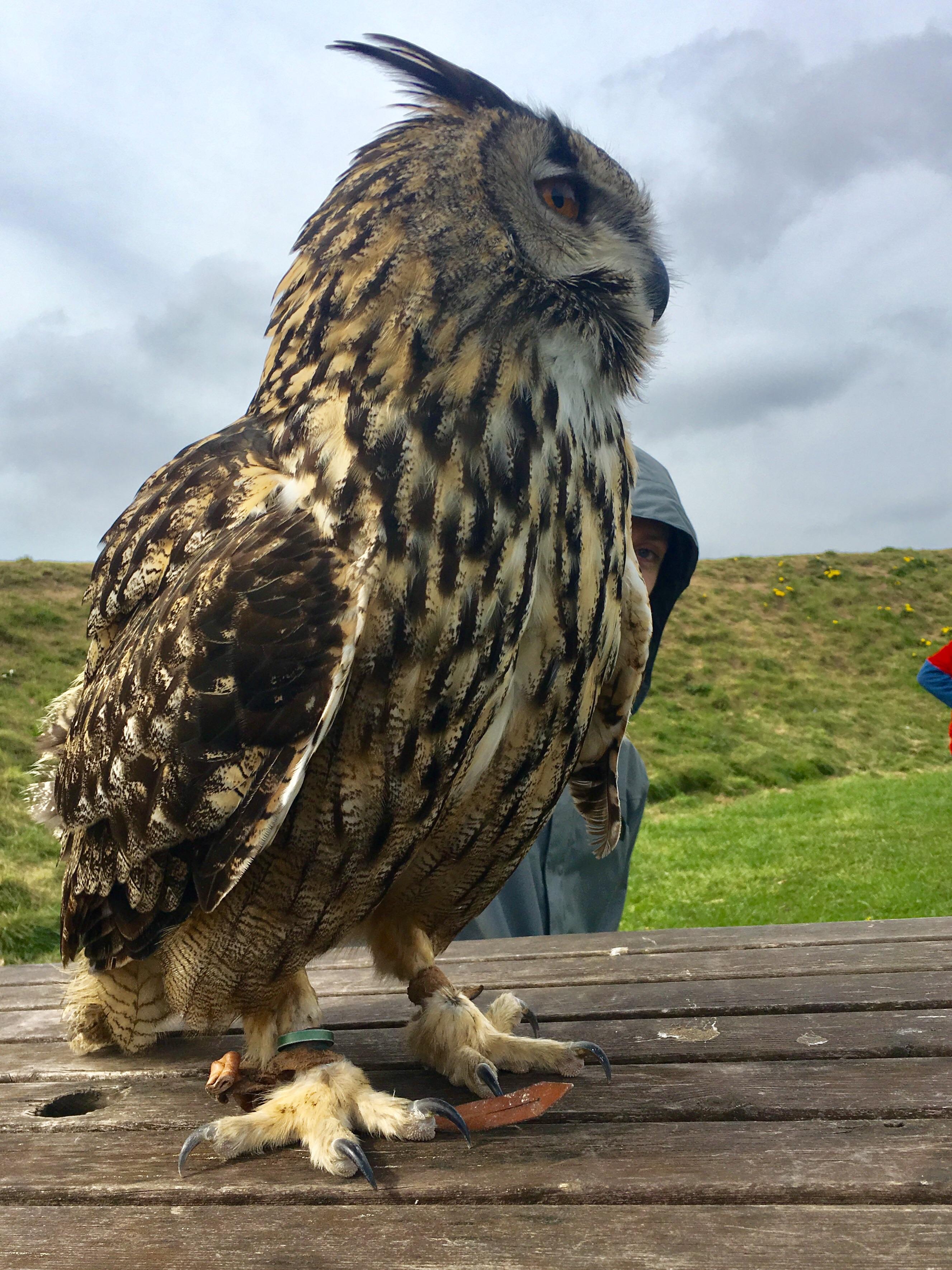 Wizard the Eagle Owl sat next to me | Scrolller