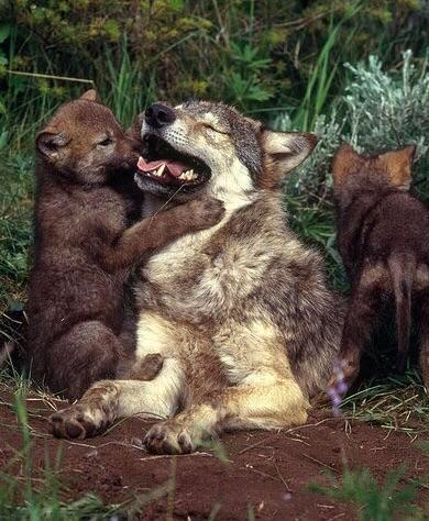 Wolf Kisses | Scrolller