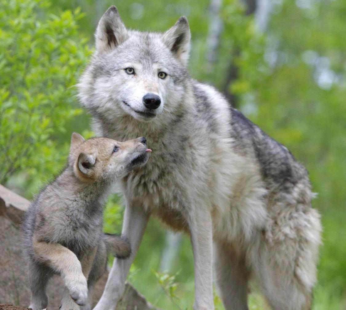 Wolf Love | Scrolller