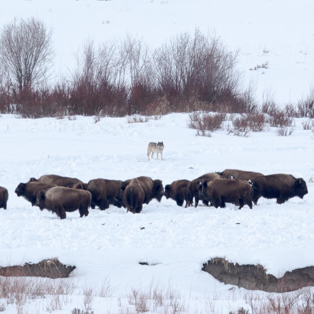 Wolf vs bison herd | Scrolller