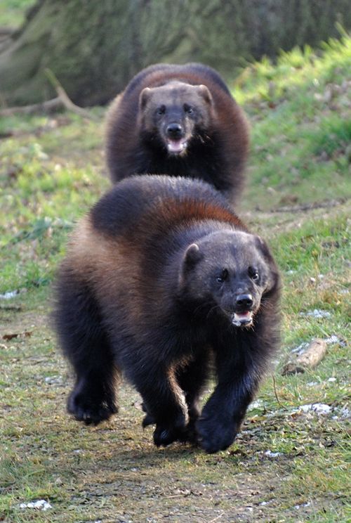 🔥 Wolverines 🔥 | Scrolller