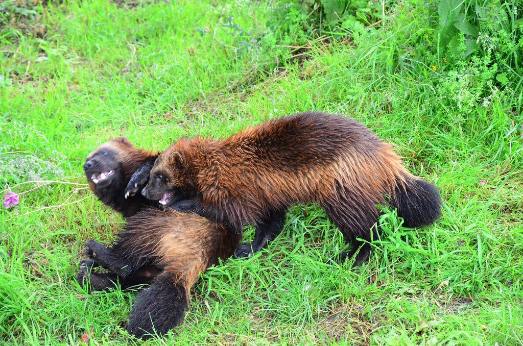 Wolverines playing | Scrolller