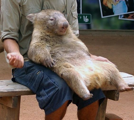 Wombat chillin | Scrolller