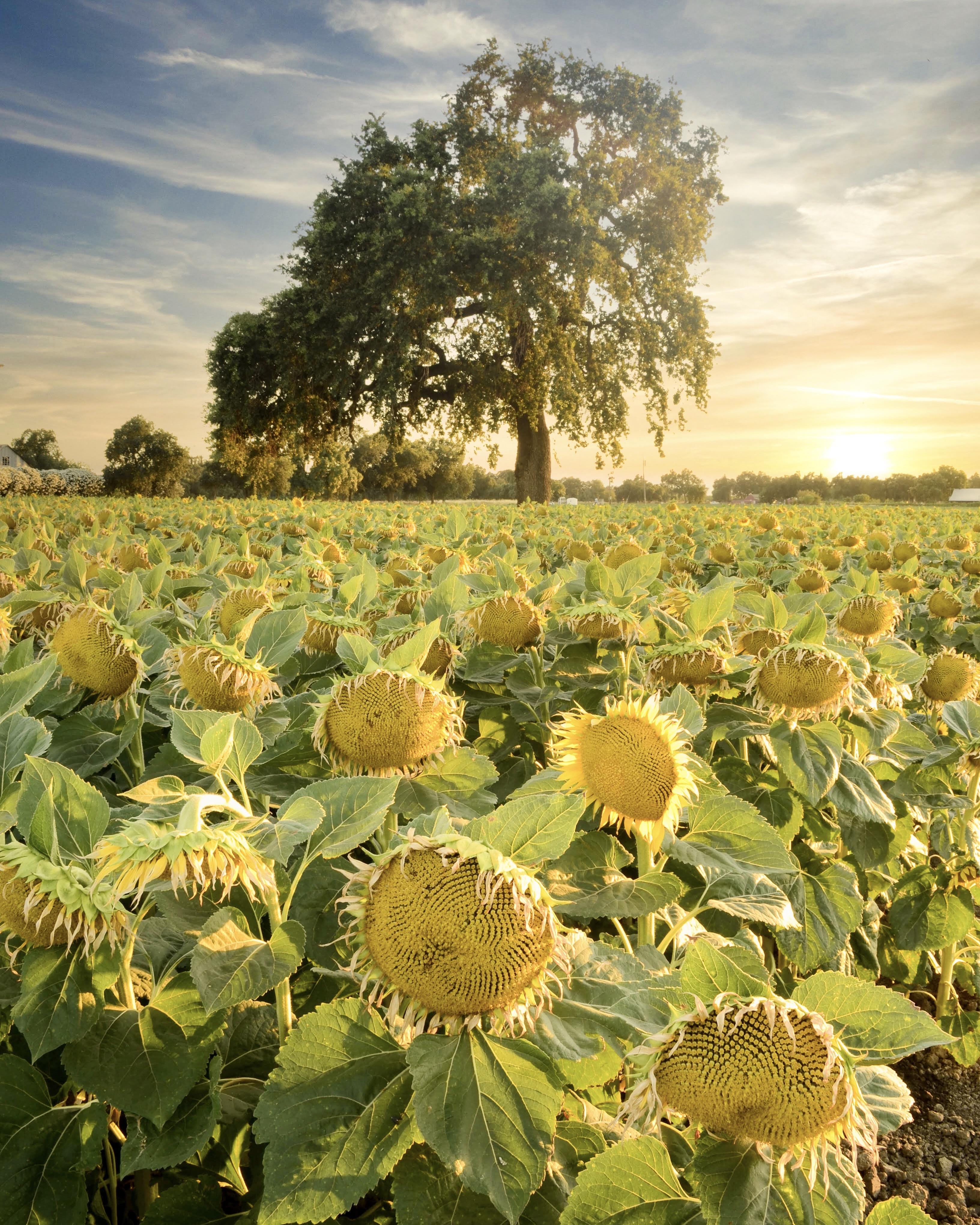 Woodland Sunflower Fields | Scrolller