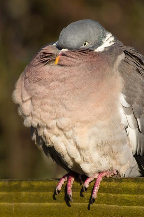 Woody the Wood Pigeon | Scrolller