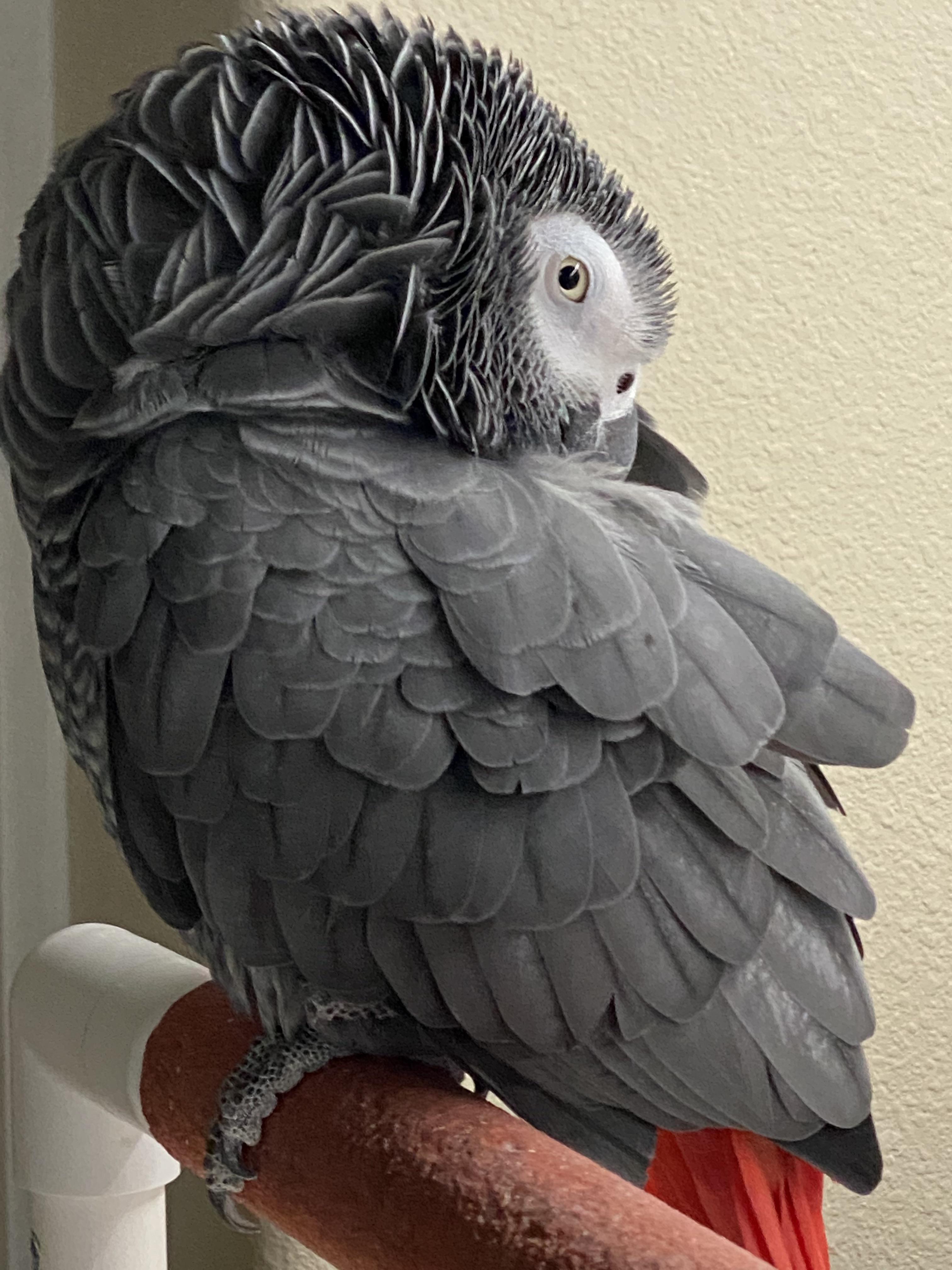 Work partner chilling on the perch..... | Scrolller