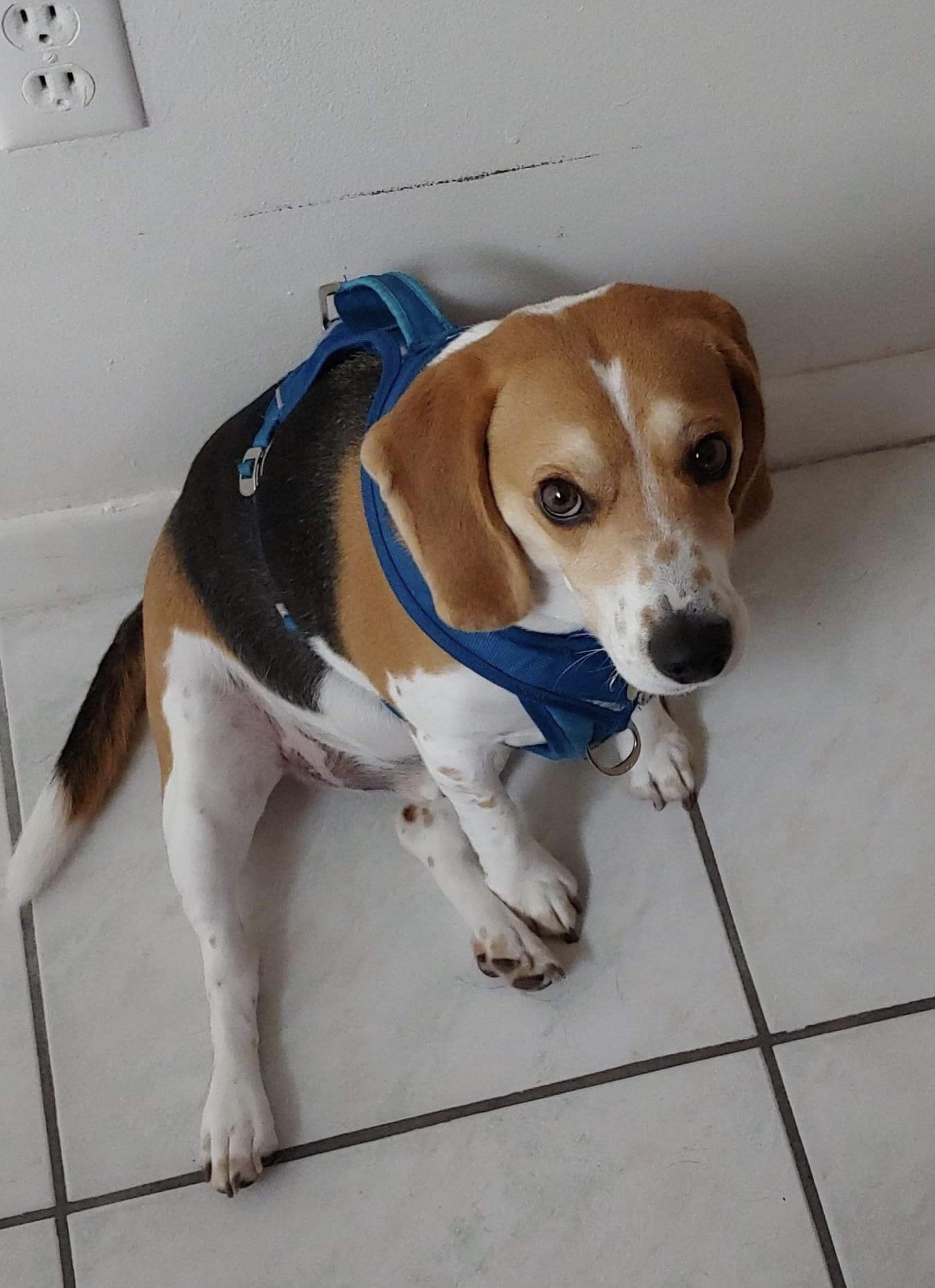 Would you believe me if I told you he’s t h e goodest boy??? | Scrolller