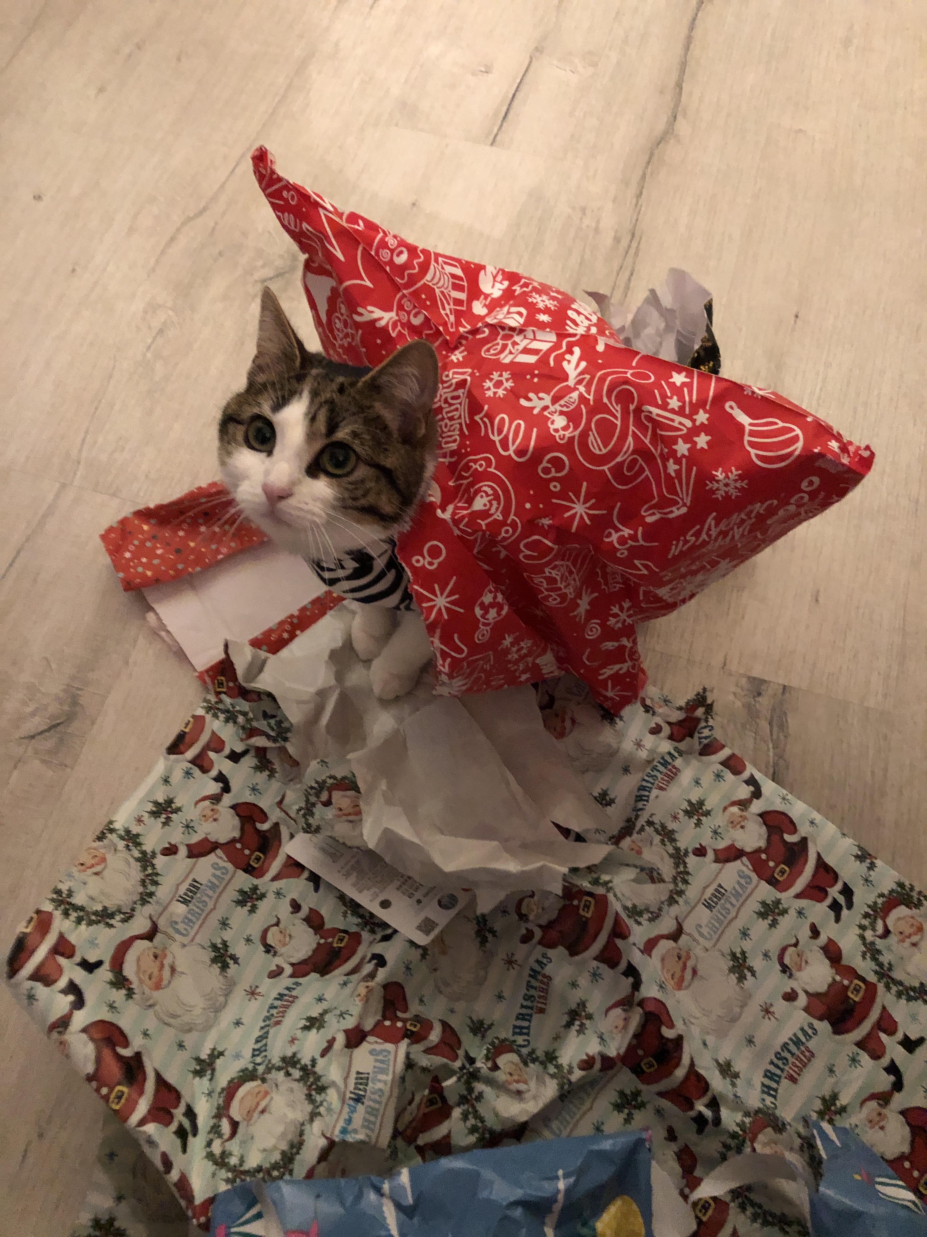 Wrapping paper is her new favorite toy | Scrolller