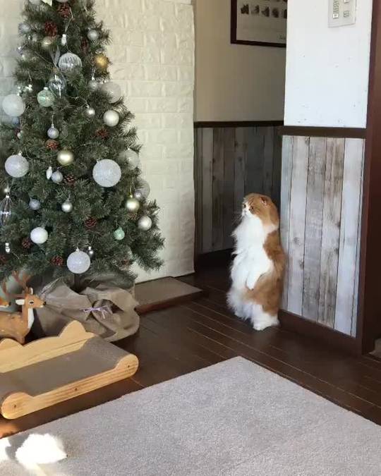 WTF is that ??? | Scrolller