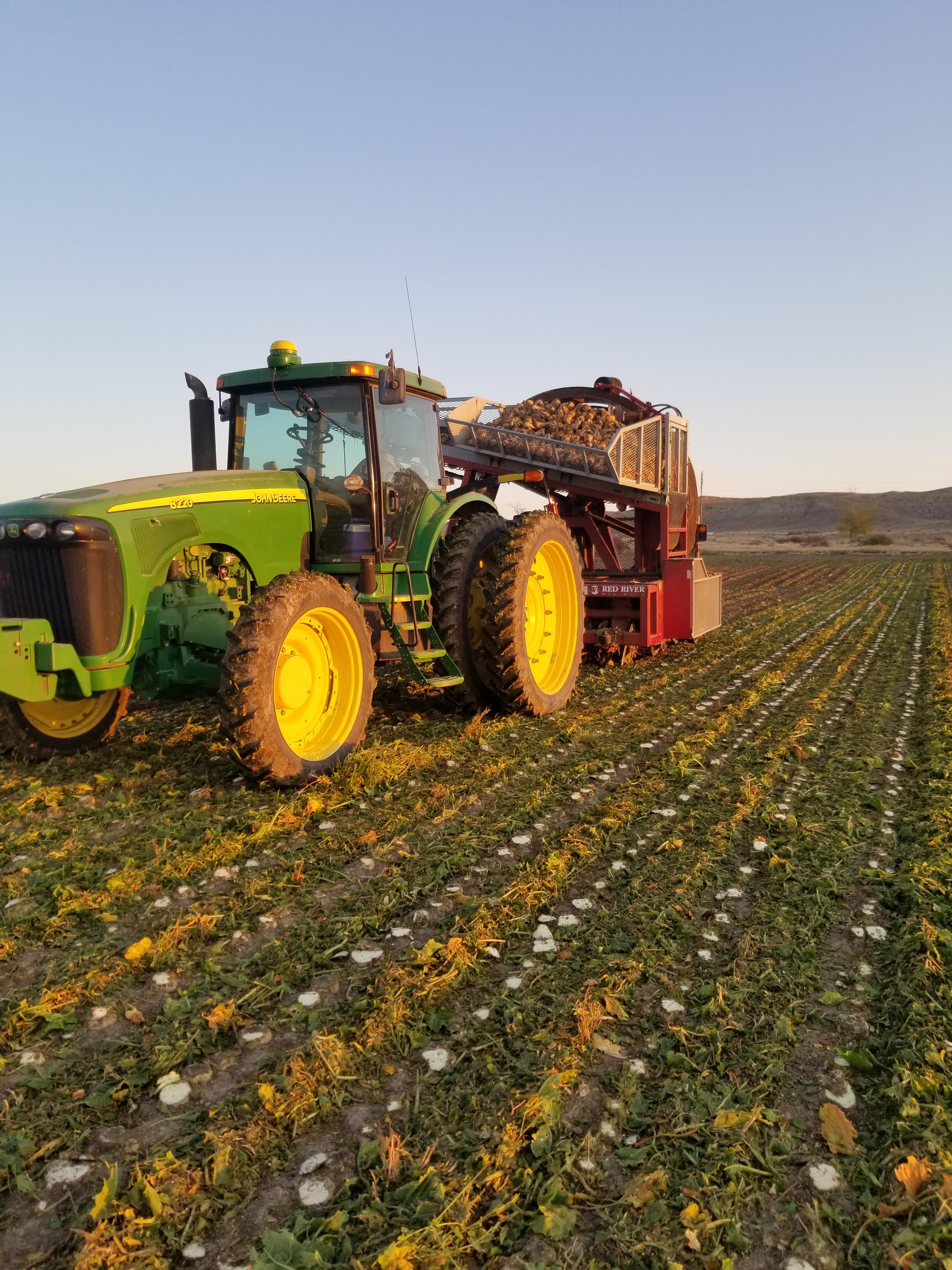 Wyoming sugar harvest, halfway done on our farm! | Scrolller
