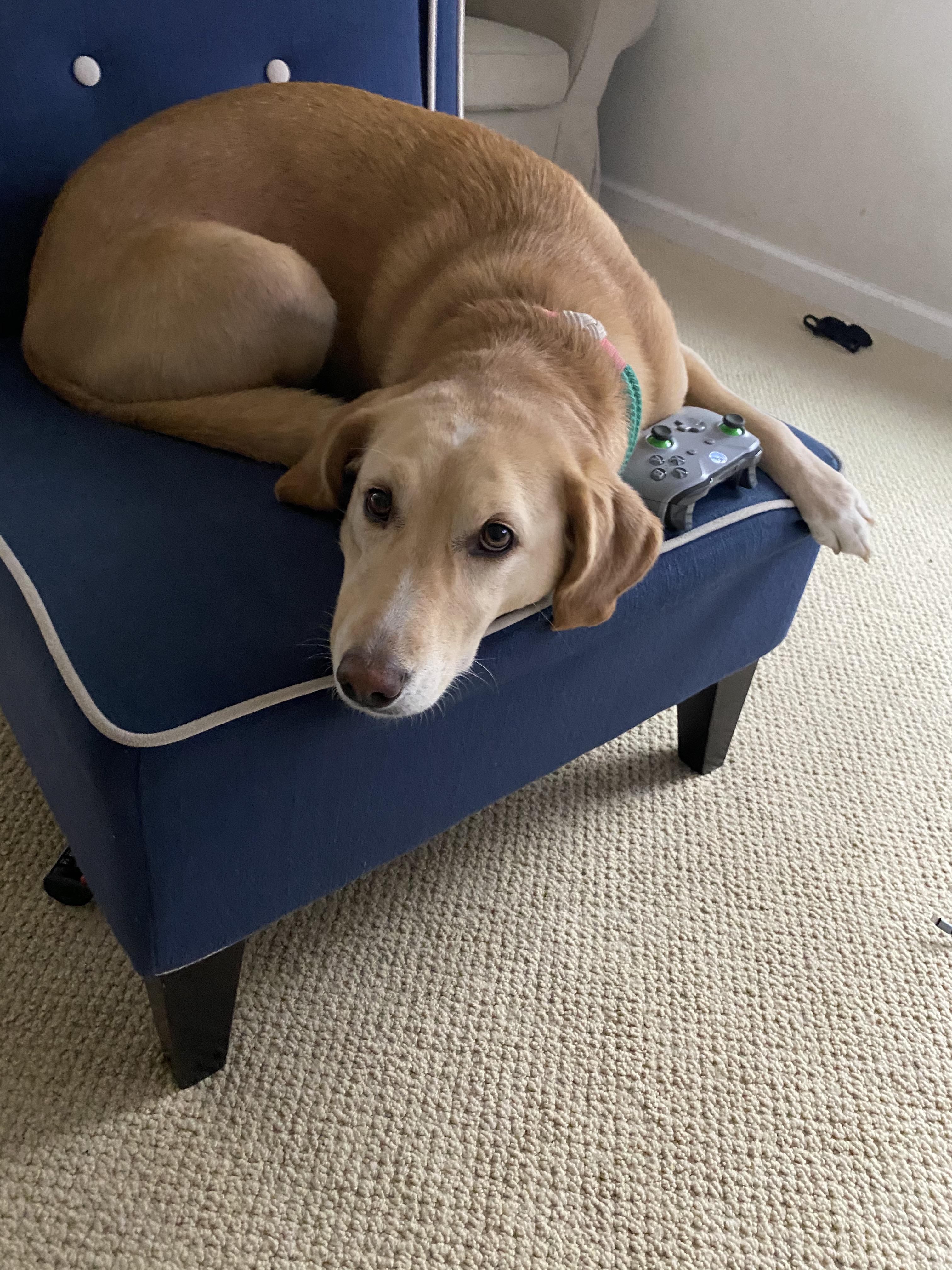 Xbox dog :) | Scrolller