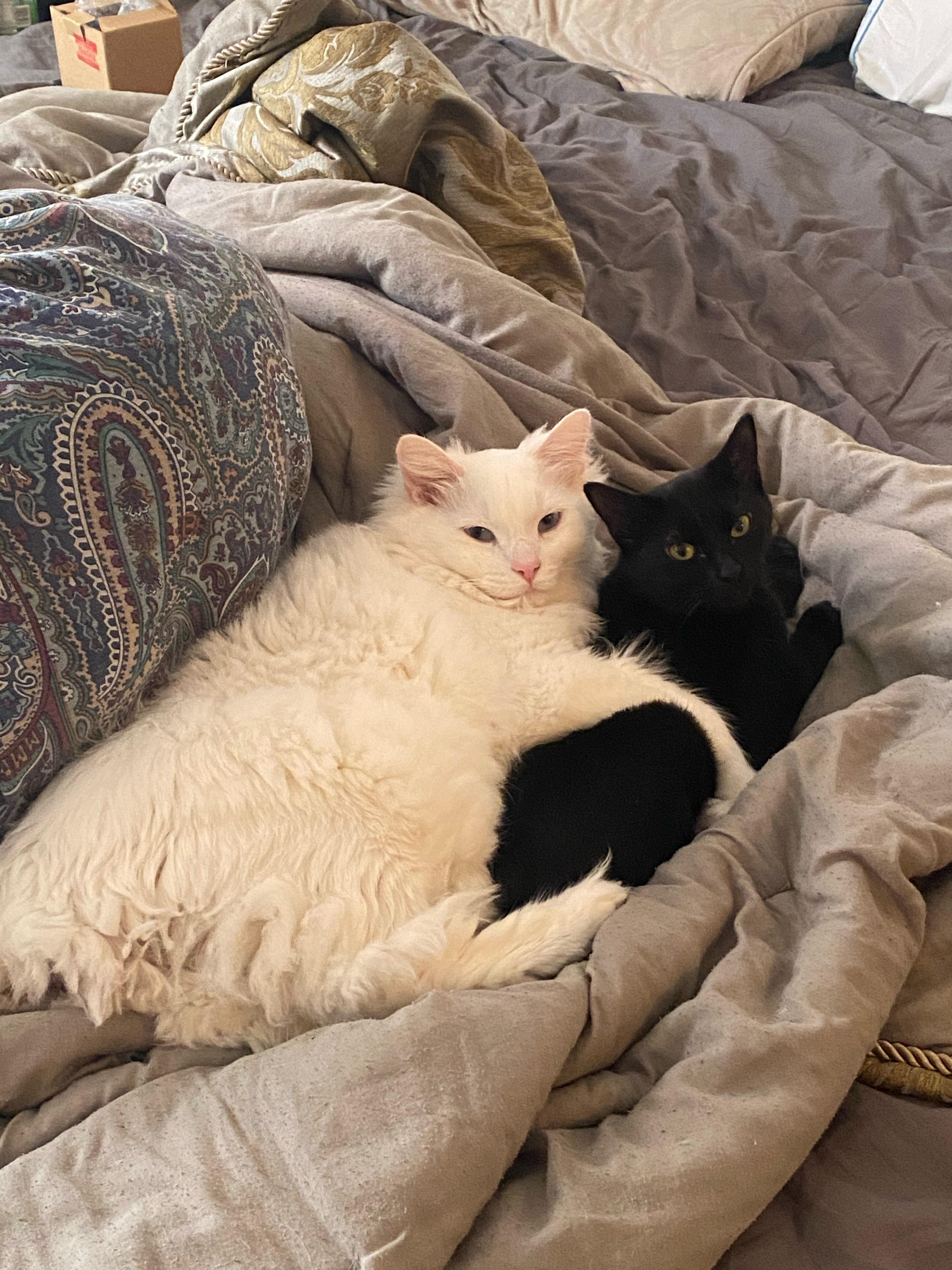 Y’all ever catch your cats spooning? | Scrolller