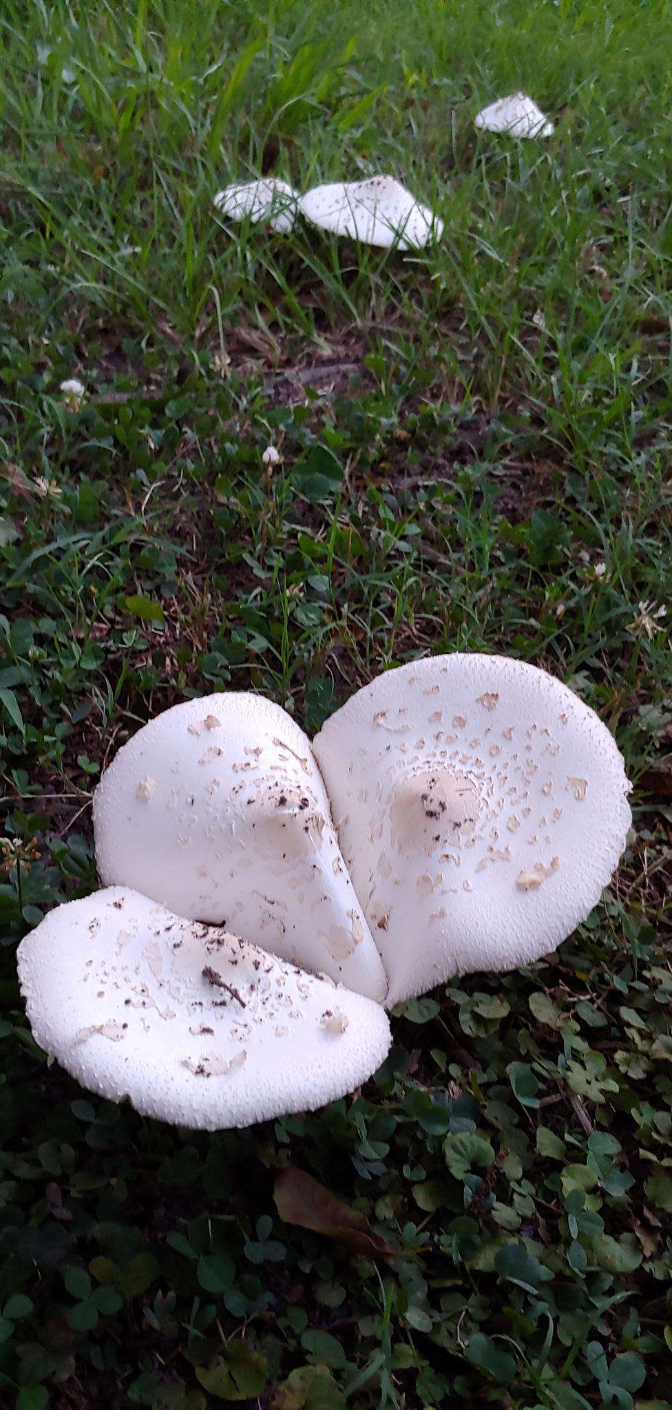 Yard Shrooms - South East US | Scrolller