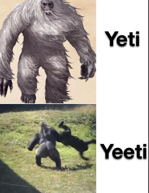 Yeet yeeti | Scrolller