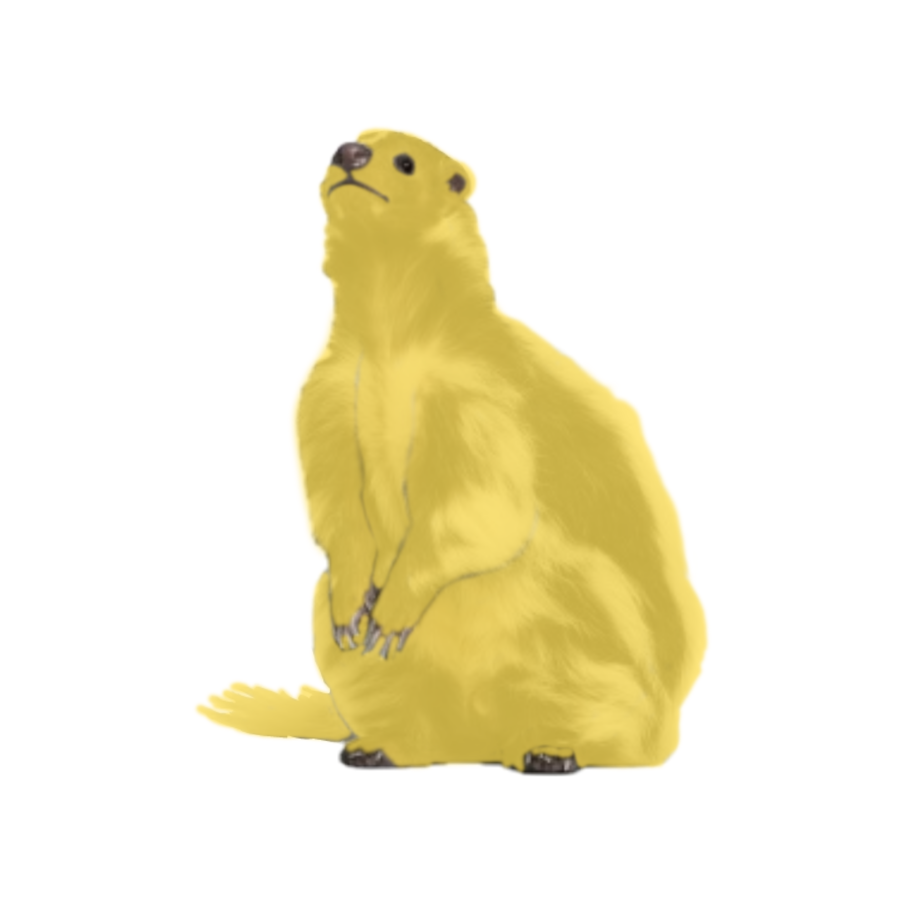 Yellow skunk | Scrolller