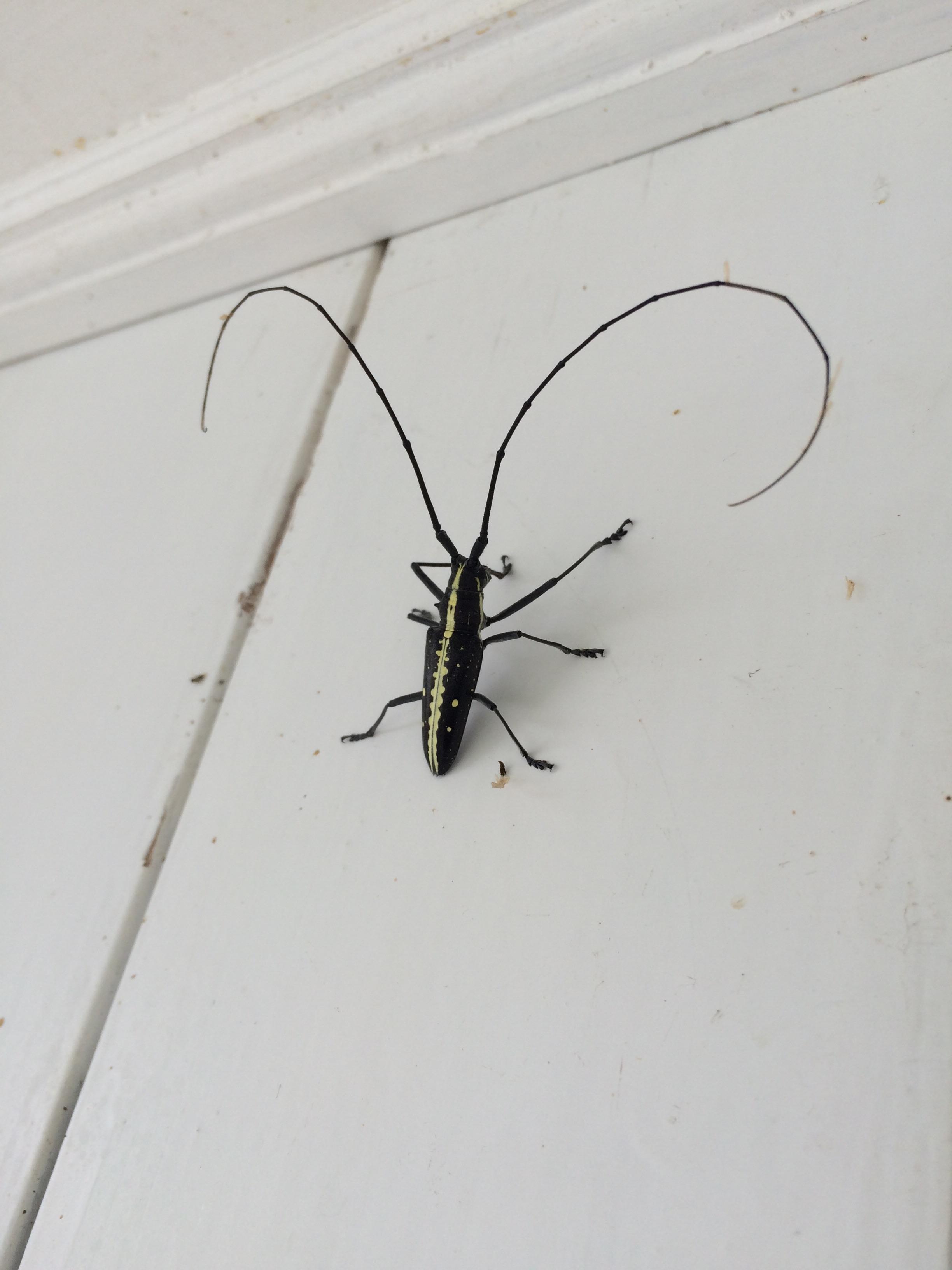 Yellow stripe | Scrolller