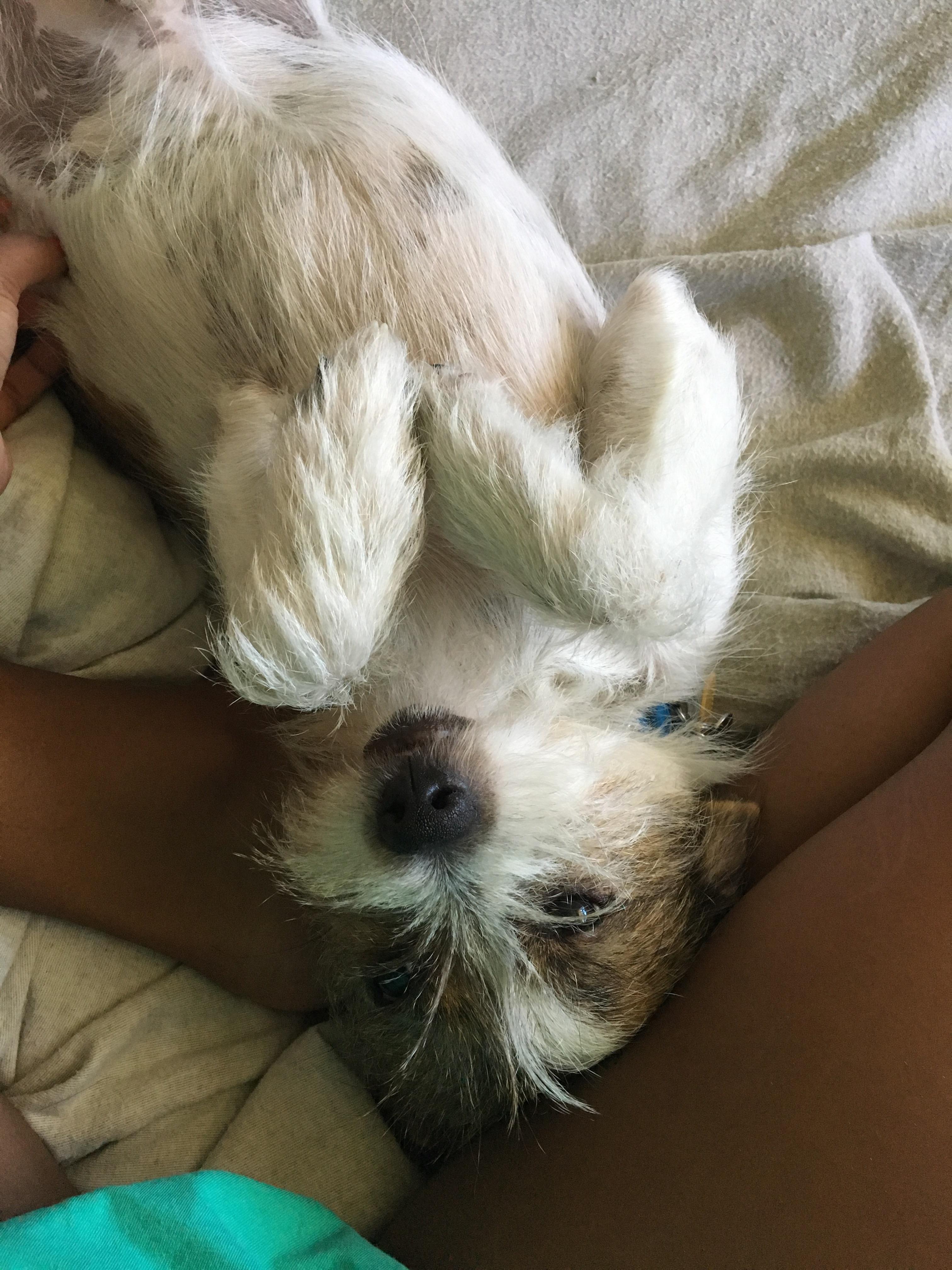 Yes, Smithers. Excellent. | Scrolller