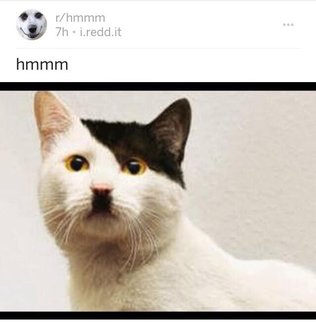 Yet another kitler cat | Scrolller