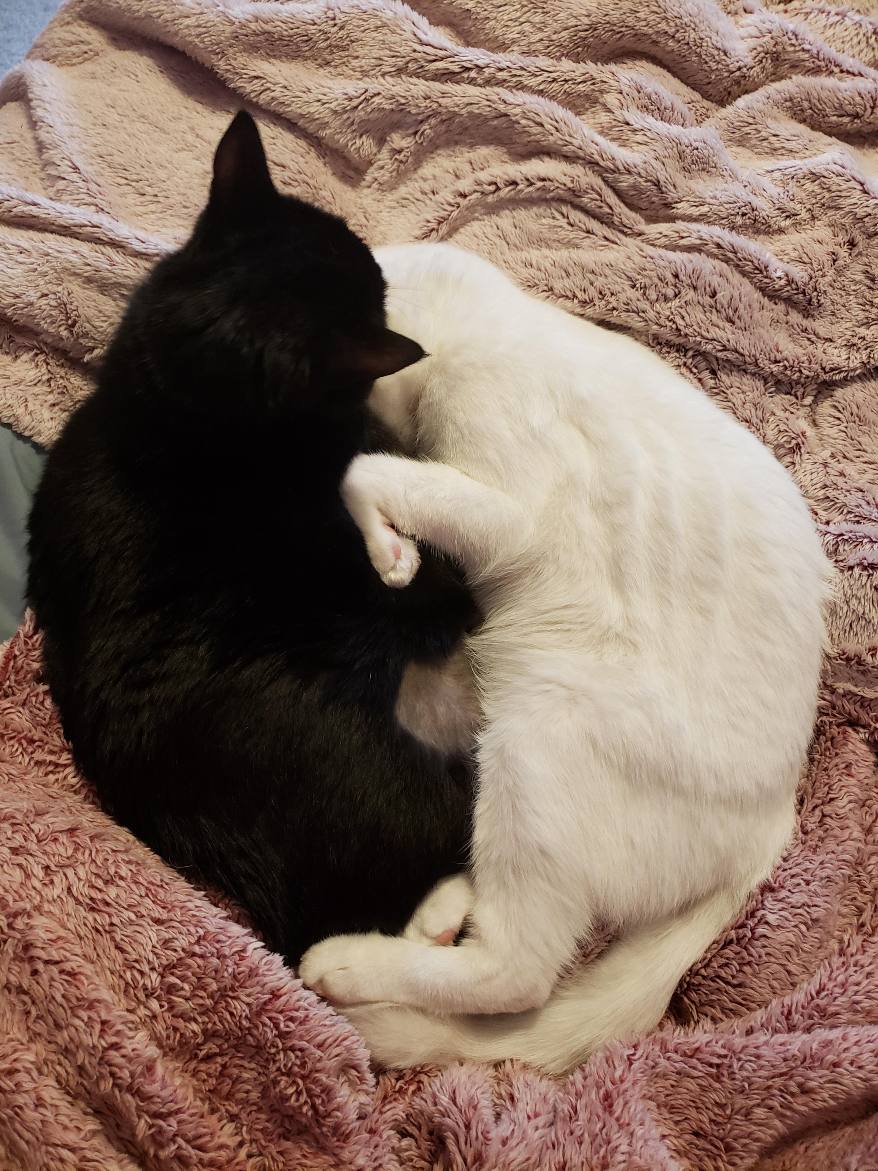 Yin and Yang | Scrolller