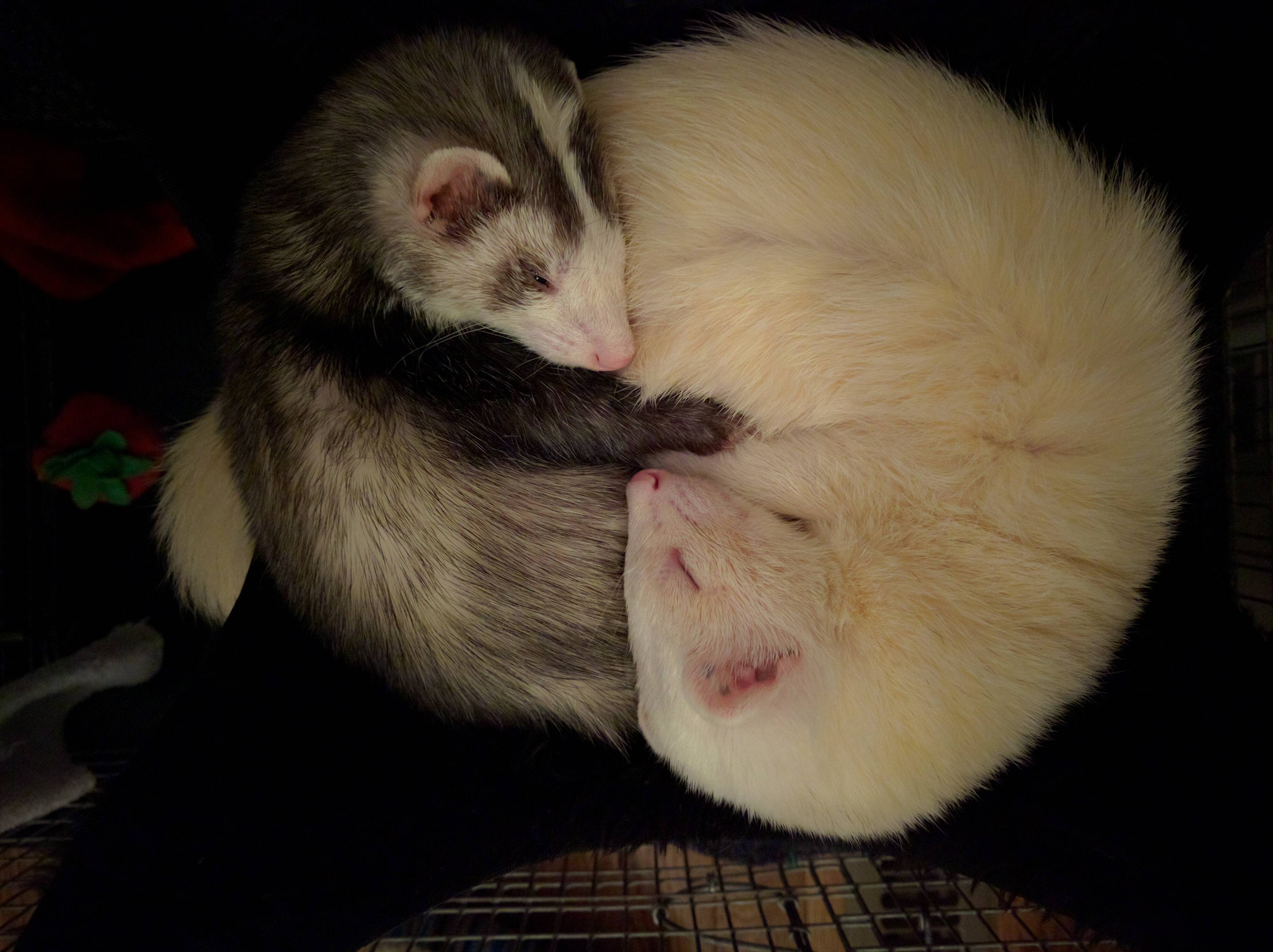 Yin Yang | Scrolller