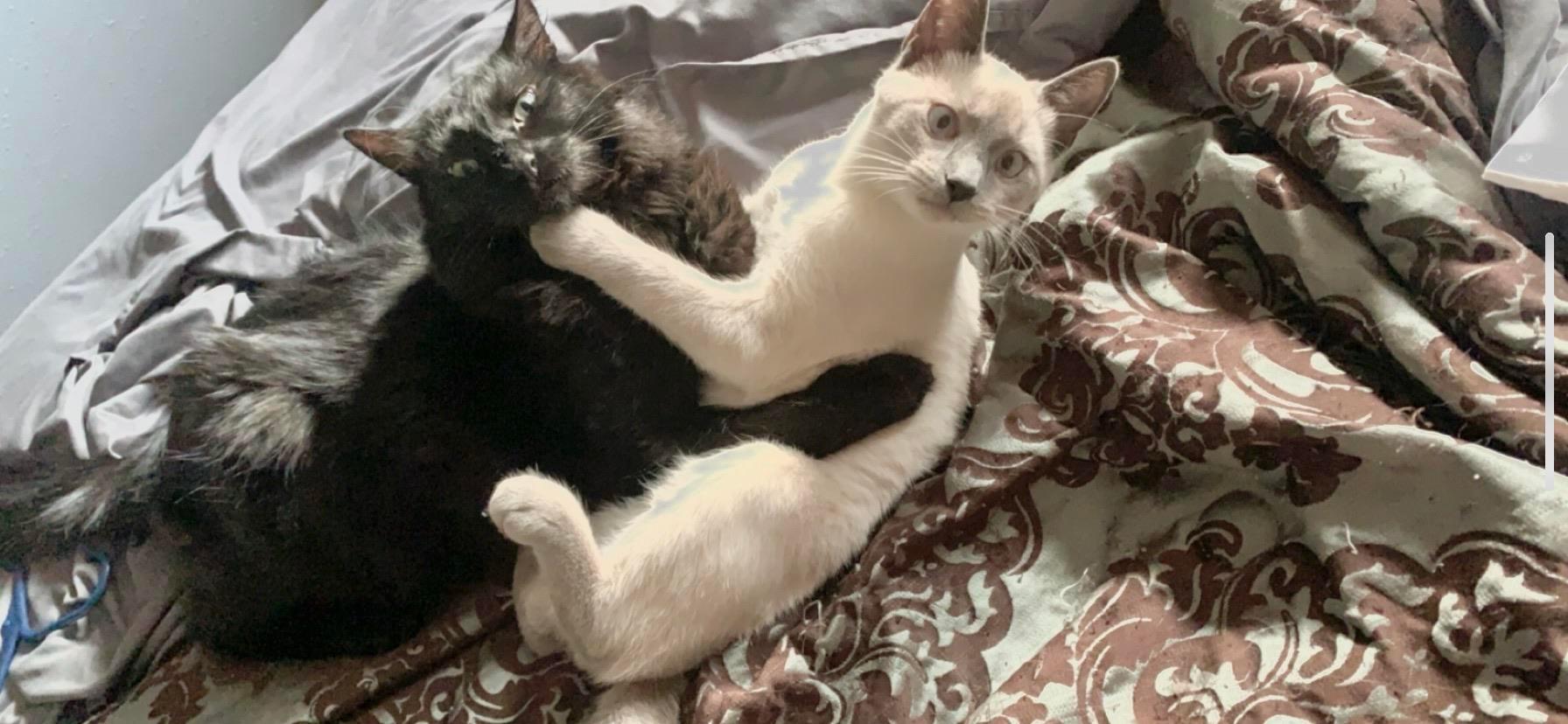 Ying and yang | Scrolller