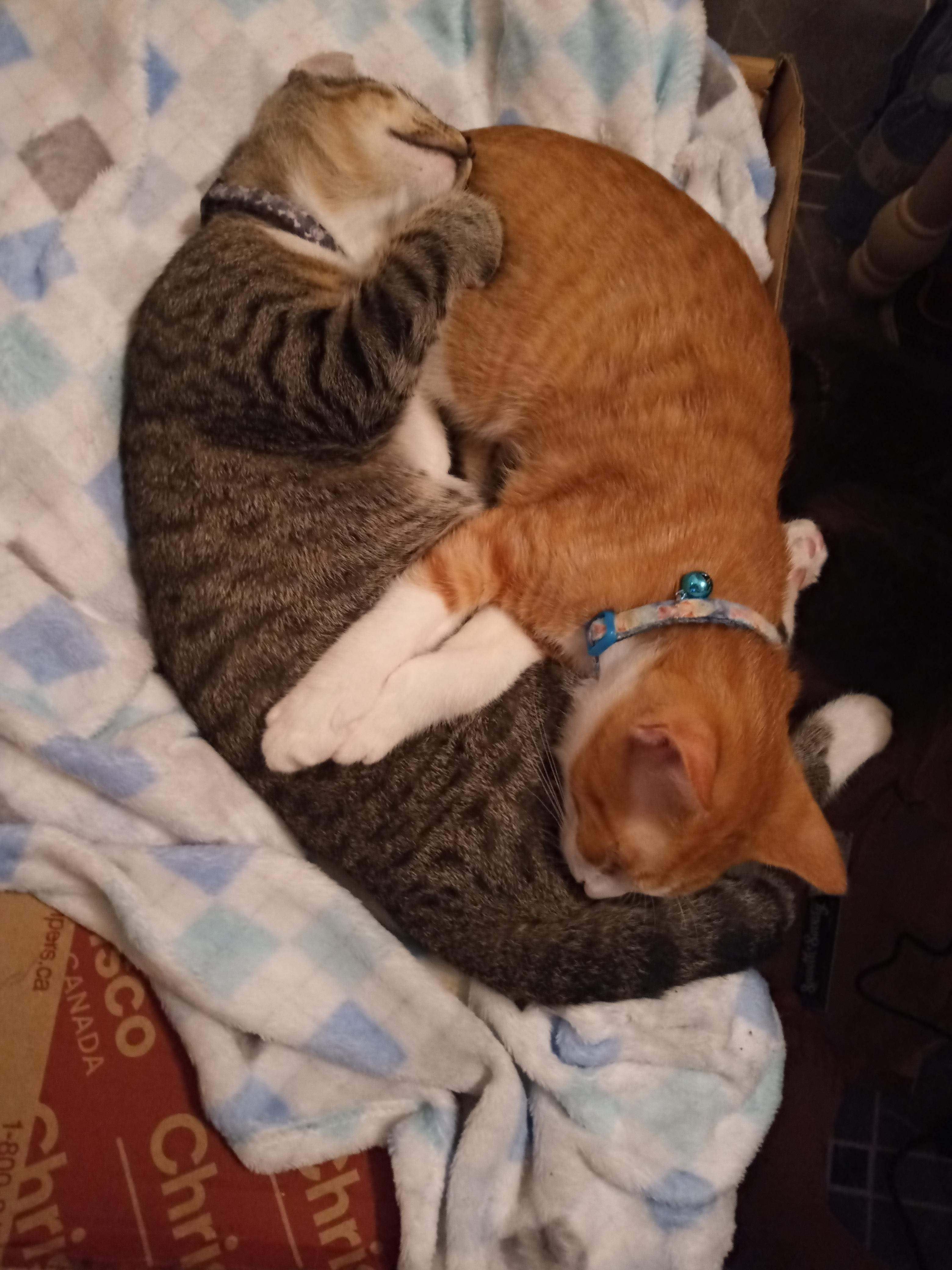 Ying yang babies | Scrolller