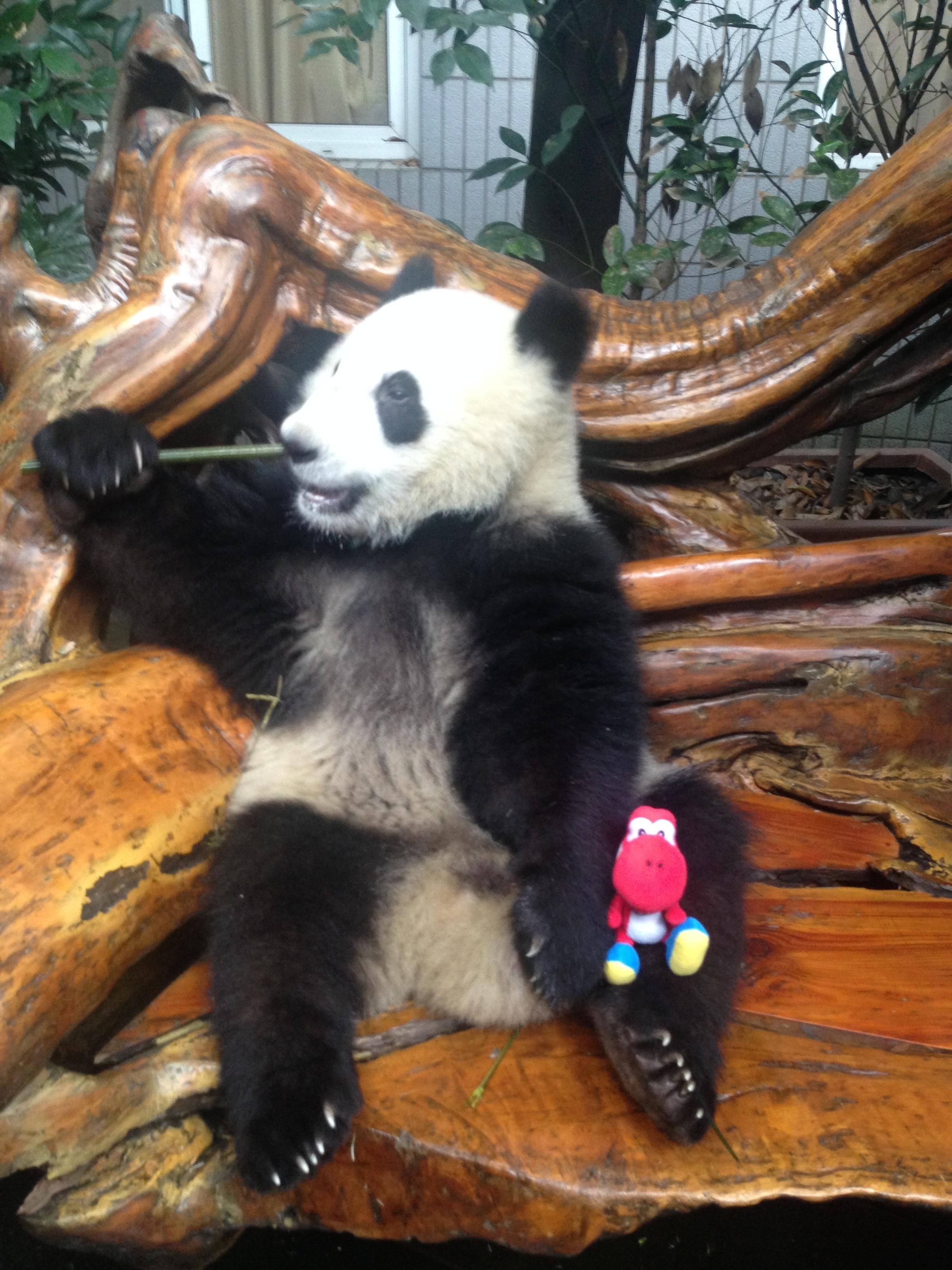 Yoshi and the Giant Panda | Scrolller