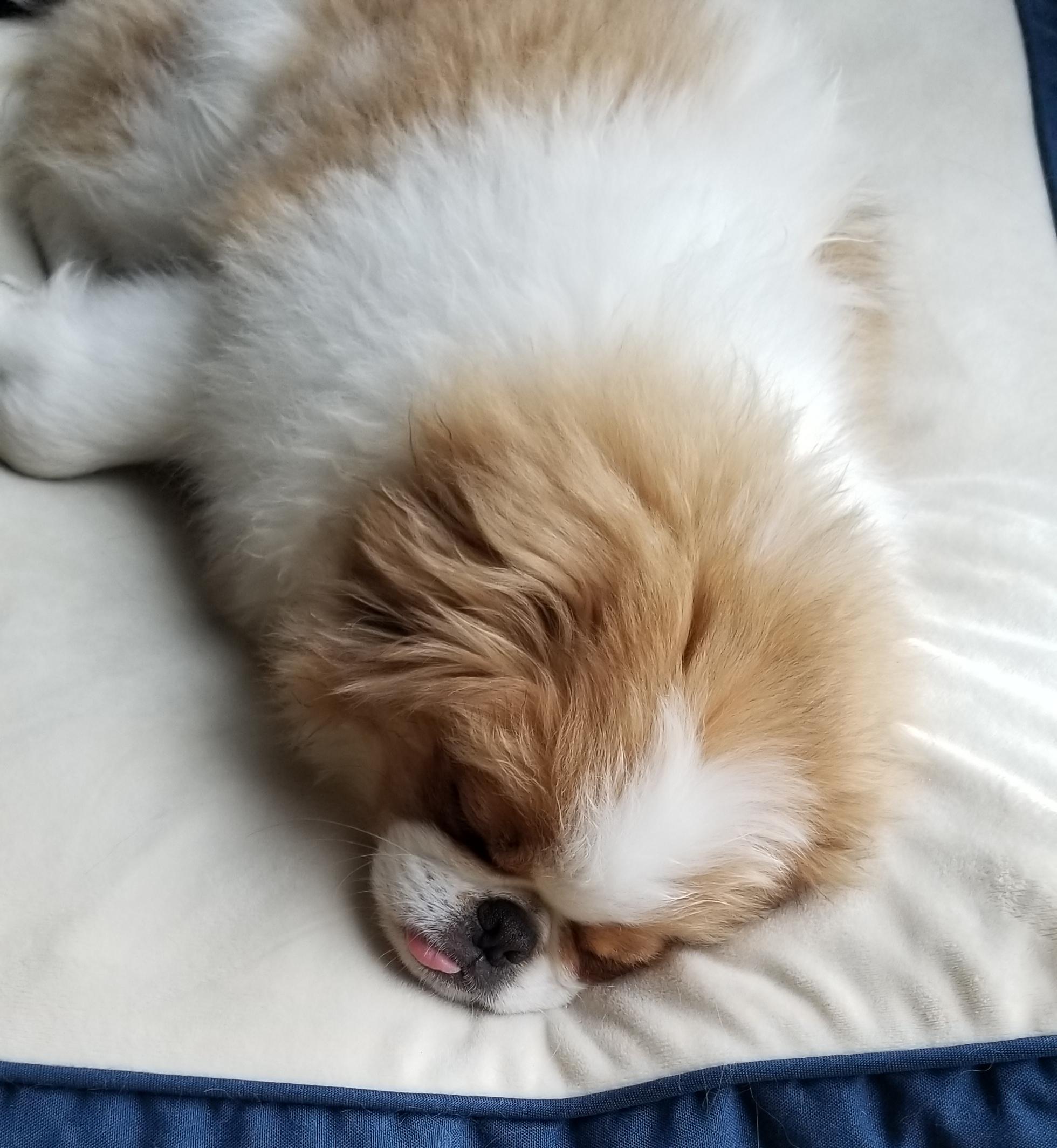 Yoshi. He always has that little tongue out when hes sleepin. | Scrolller