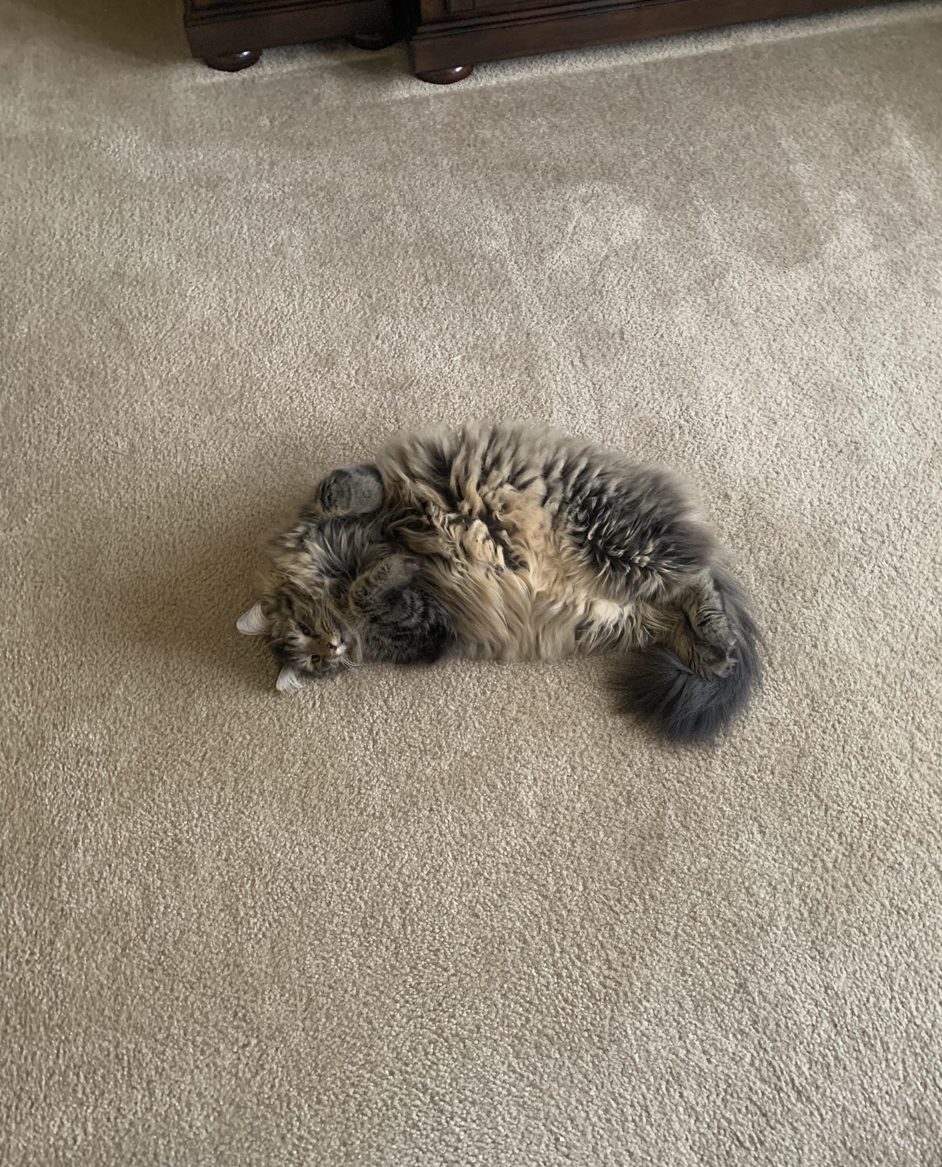 You can look but don’t touch | Scrolller