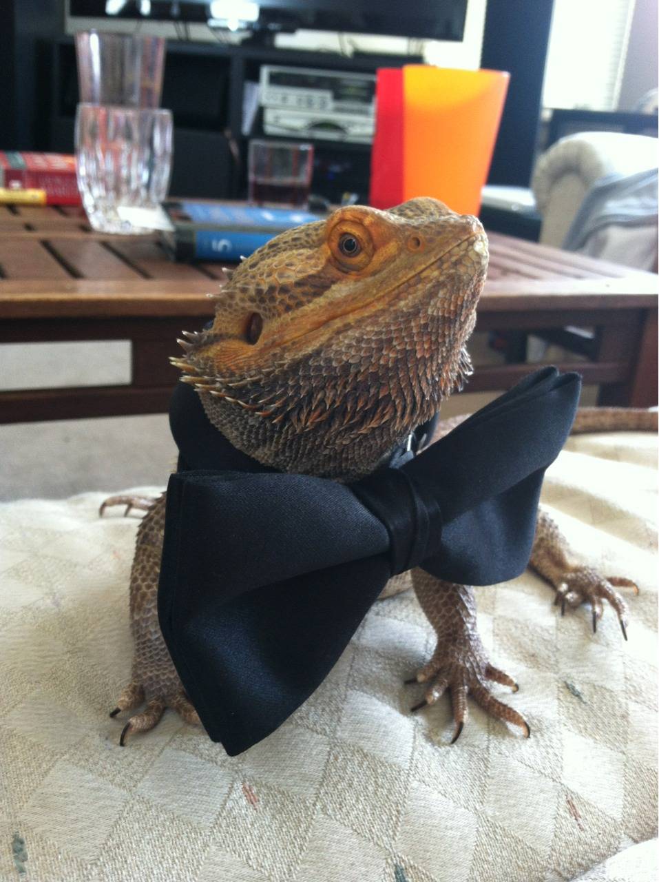 You fancy huh [x-post r/aww] | Scrolller
