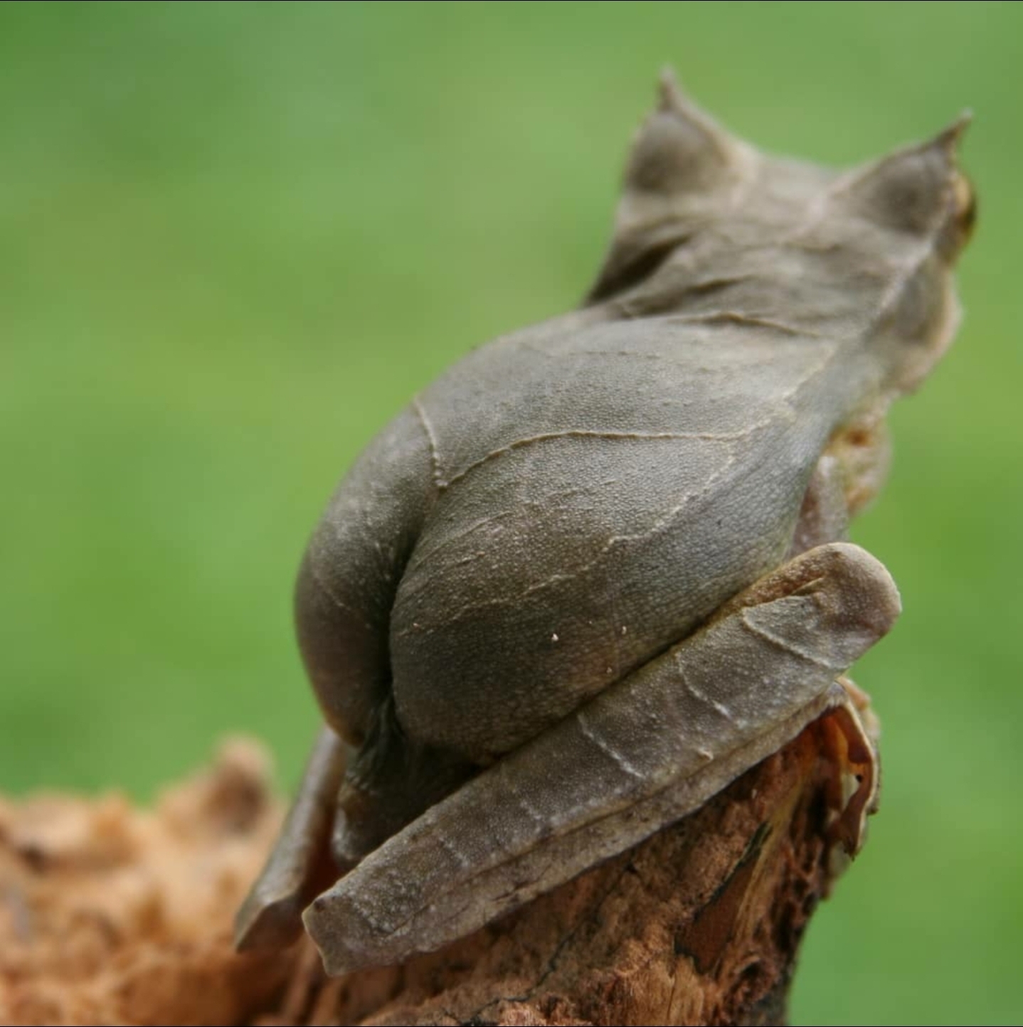 You like my frog butt 😏 | Scrolller