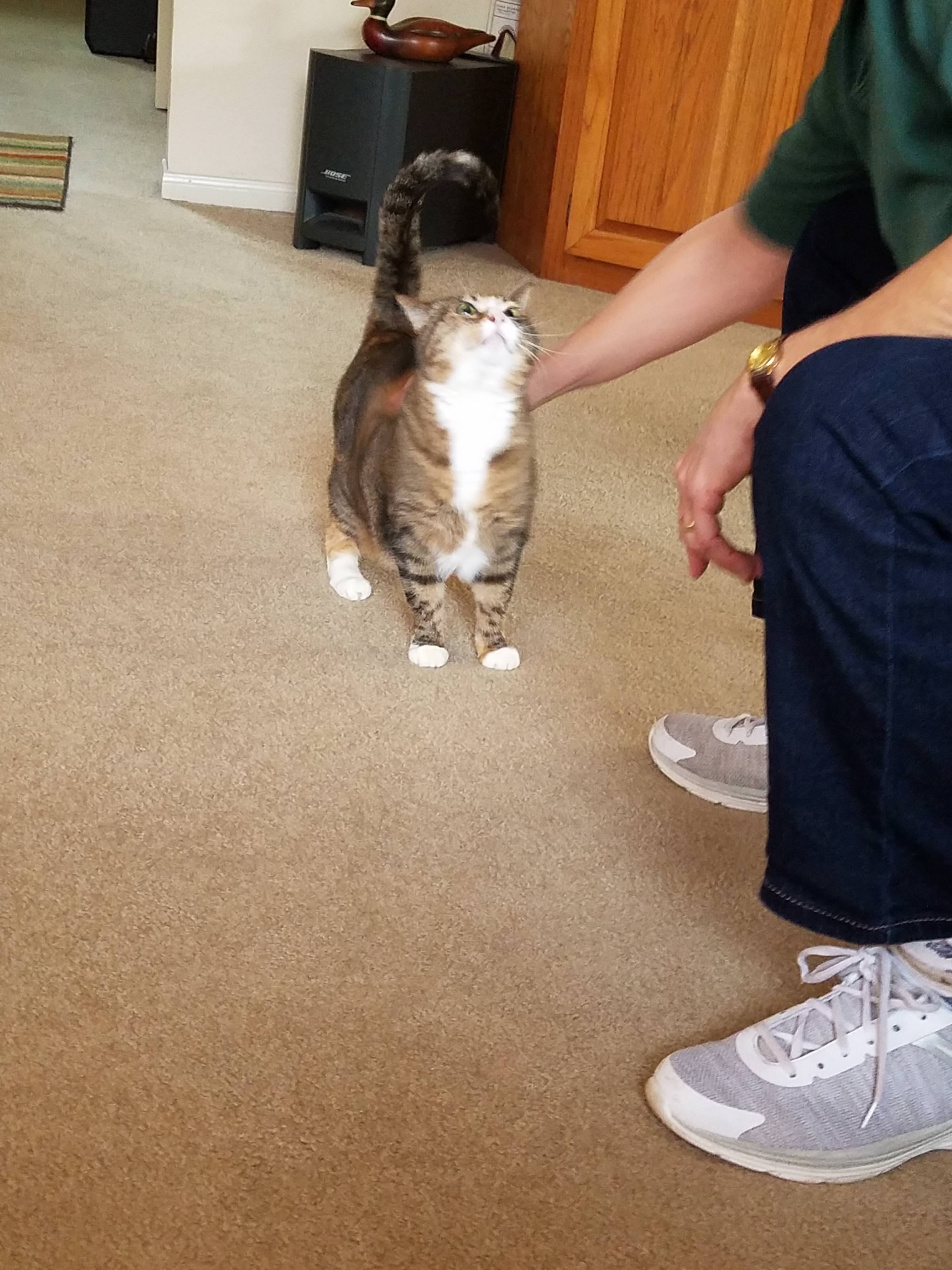 You pat me!?! | Scrolller