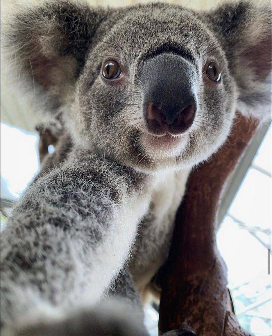 You probably didn’t know you needed this but BOOM! You’re welcome. Here’s a koala selfie ...