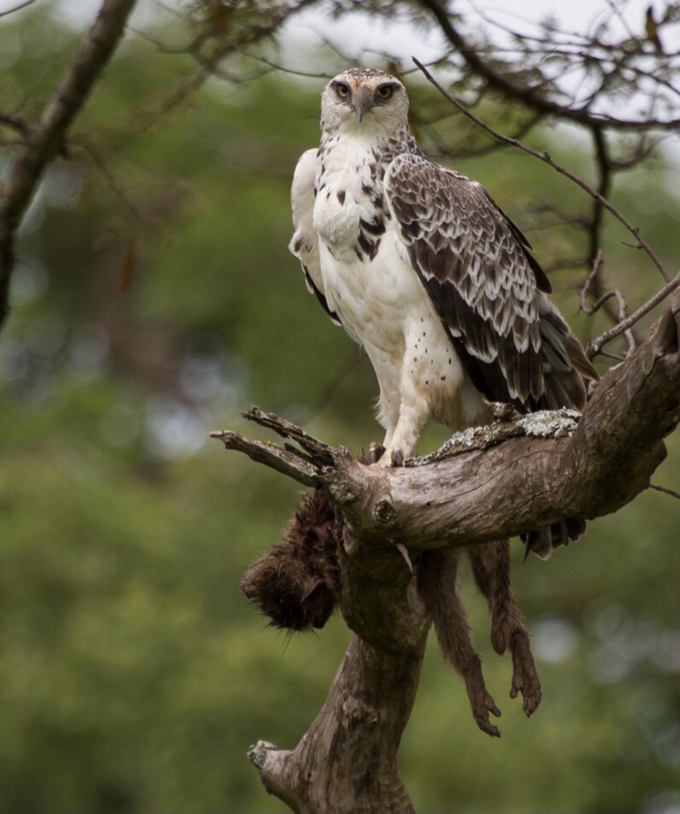 Young adult martial eagle with a baboon kill. Martial eagles are one of the top predators of the ...