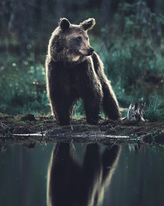 Young brown bear (photo by Konsta Punkka) | Scrolller