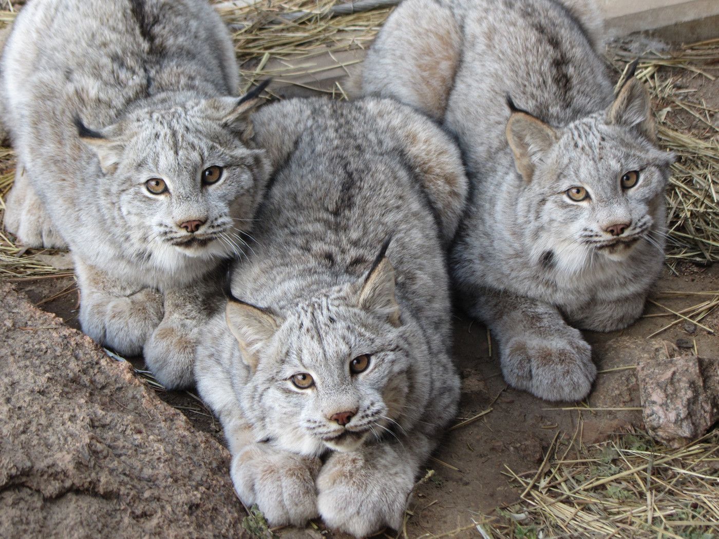 Young canada lynxes | Scrolller