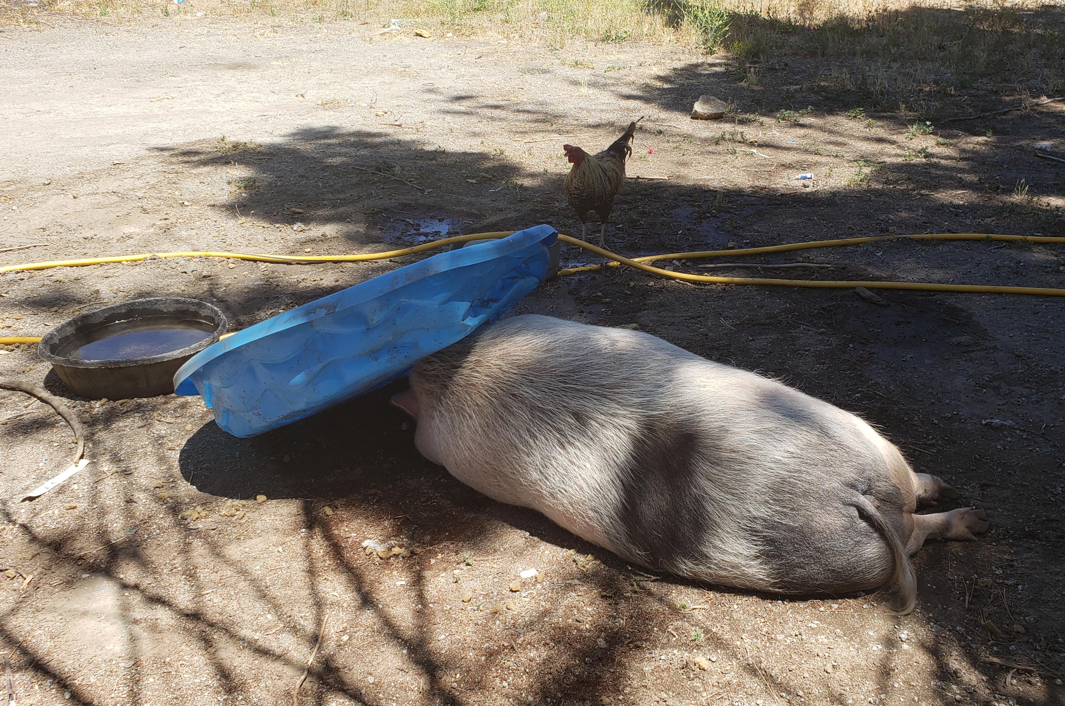 You're doing it wrong, pig! | Scrolller