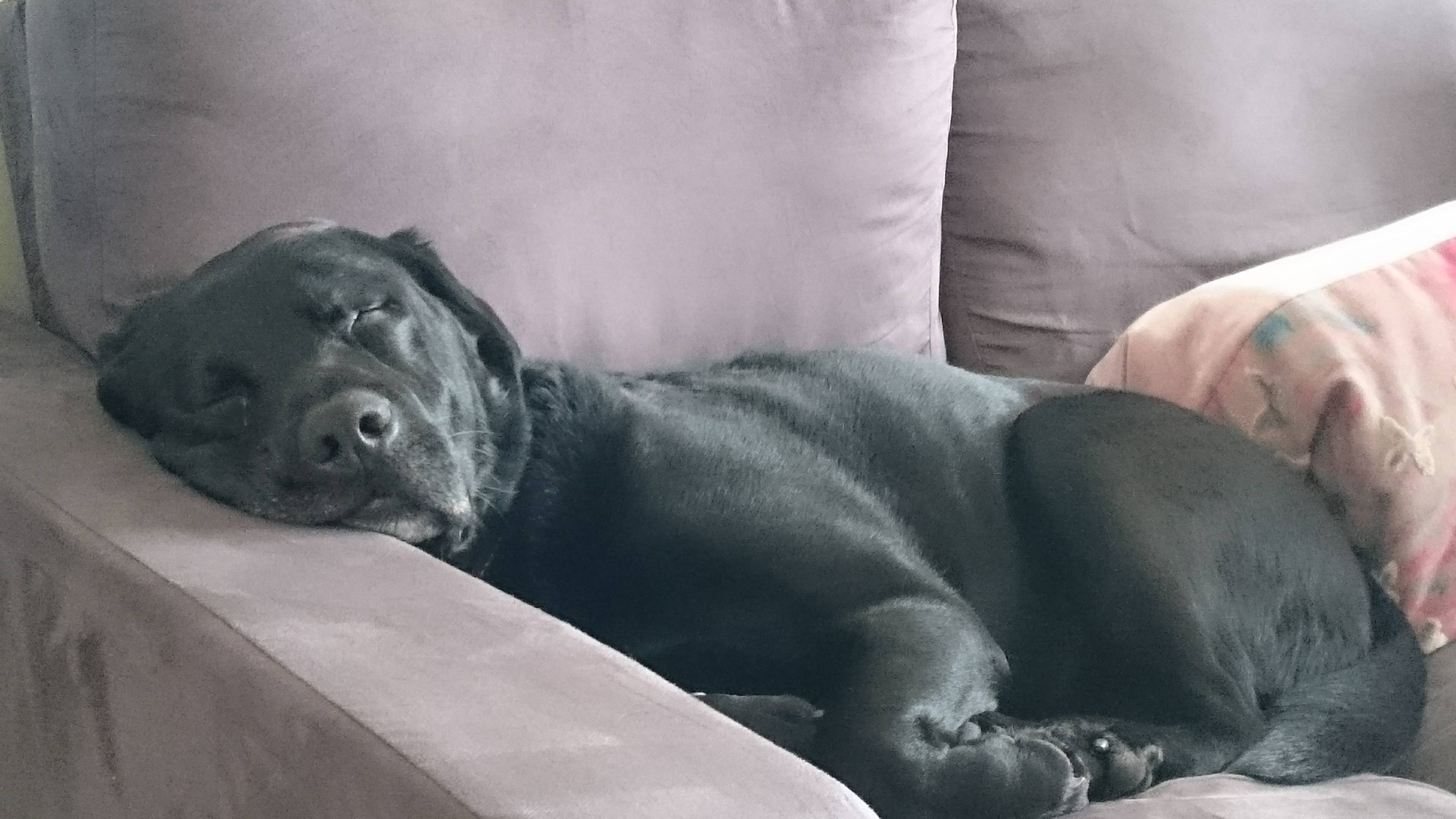 Zac, sleeping soundly after an early morning 5k! | Scrolller