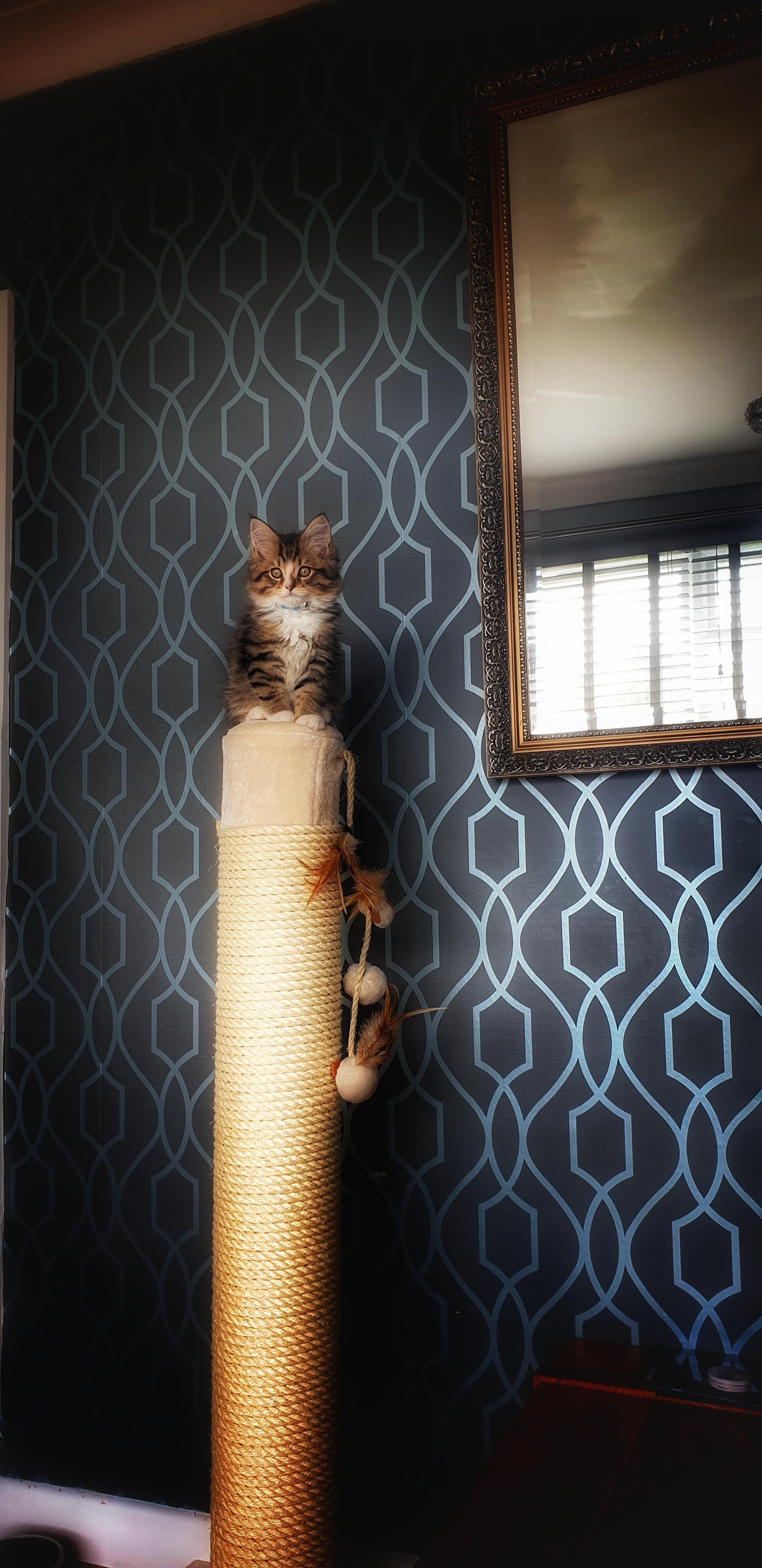 Zander approves of his new scratching post 😉 | Scrolller