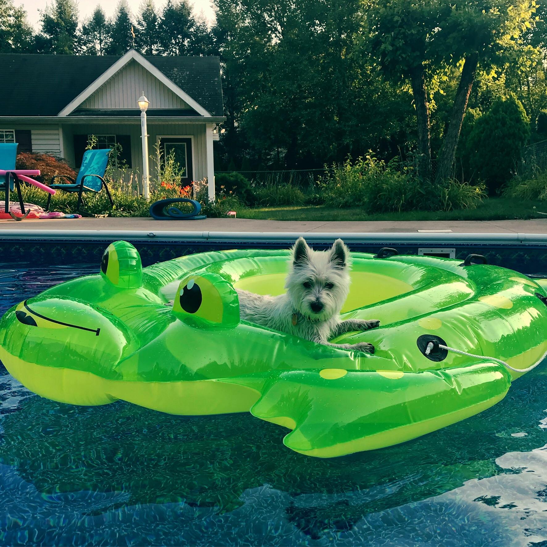 Ziggy’s Day Off | Scrolller