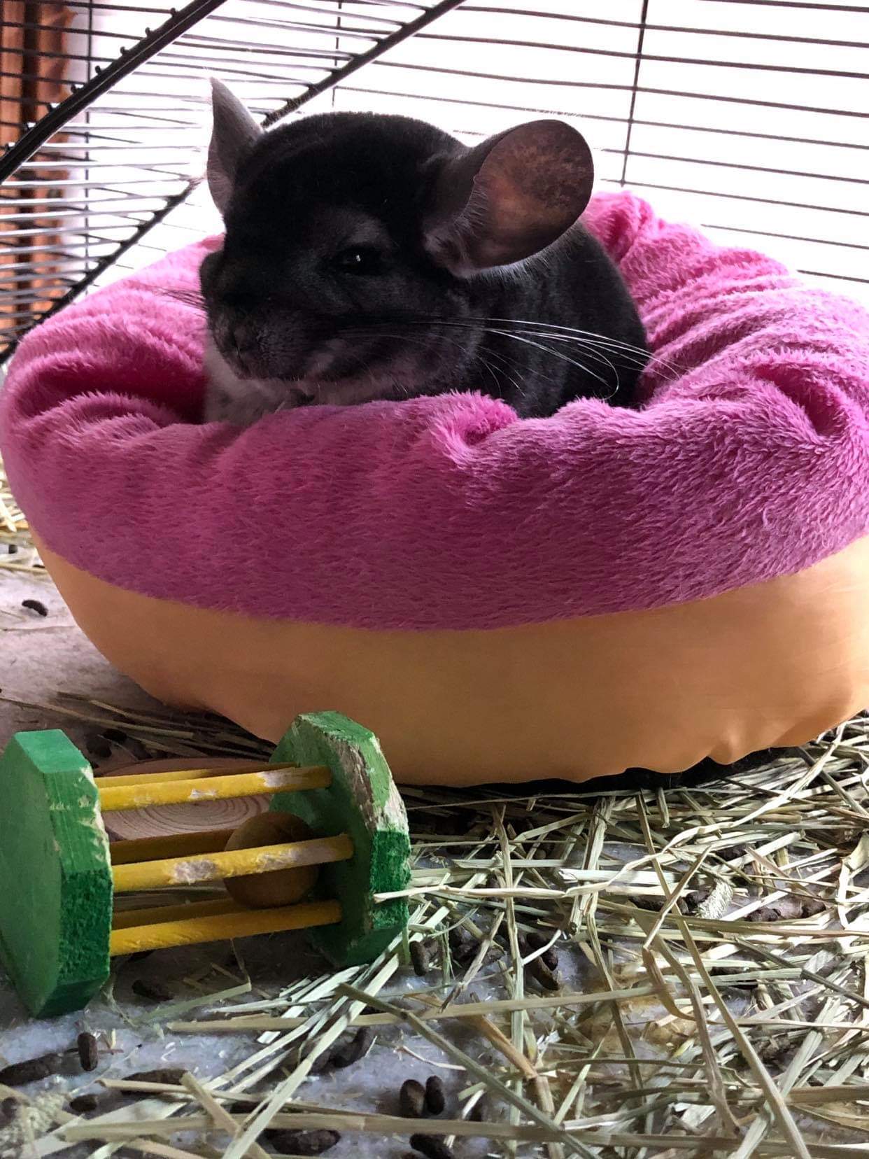 Zilla the chinchilla | Scrolller