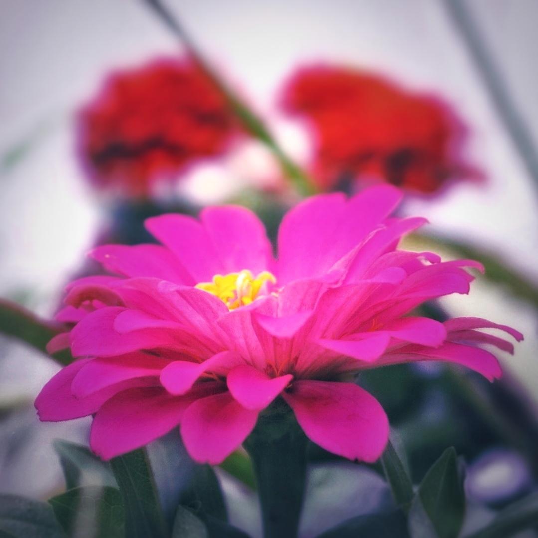 zinnia flowers [oc] | Scrolller