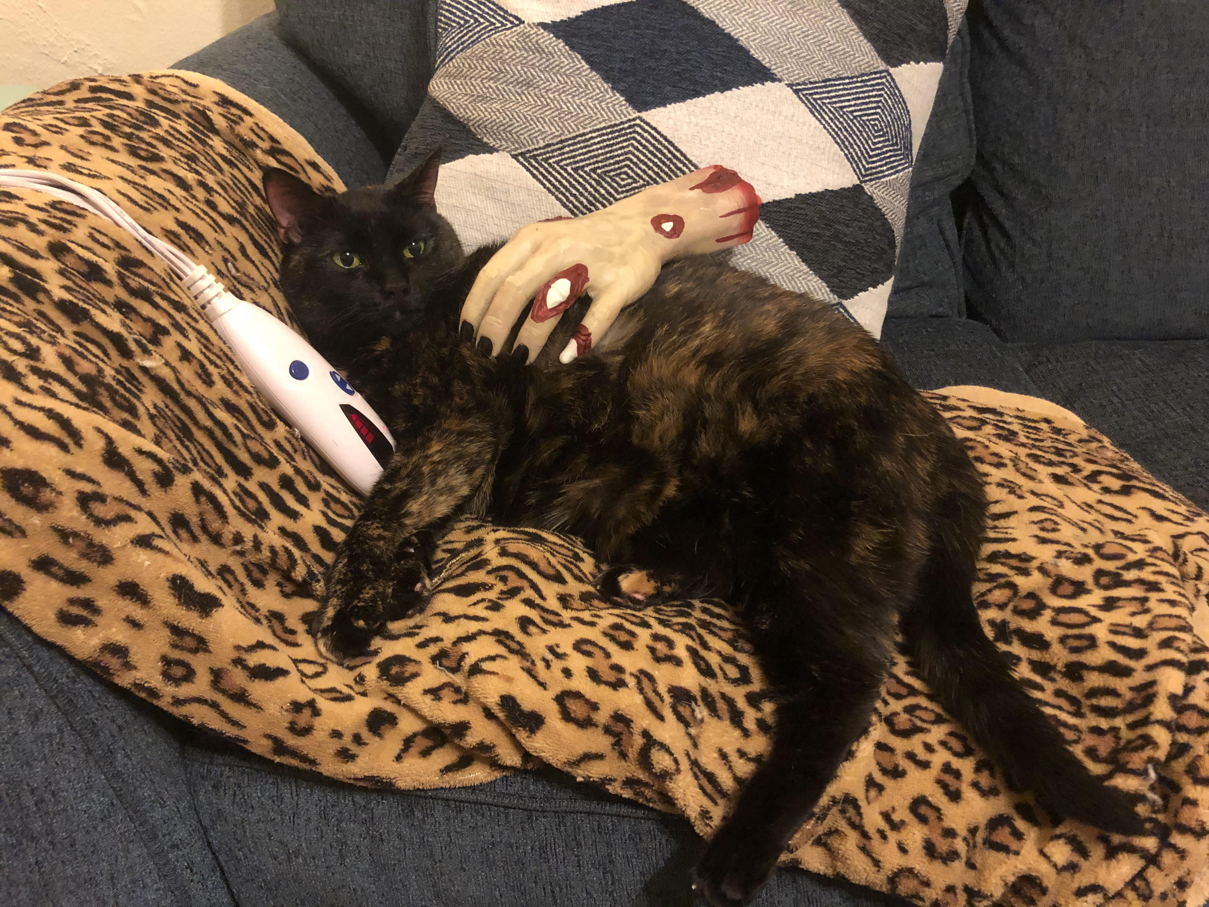 Zombie pets | Scrolller