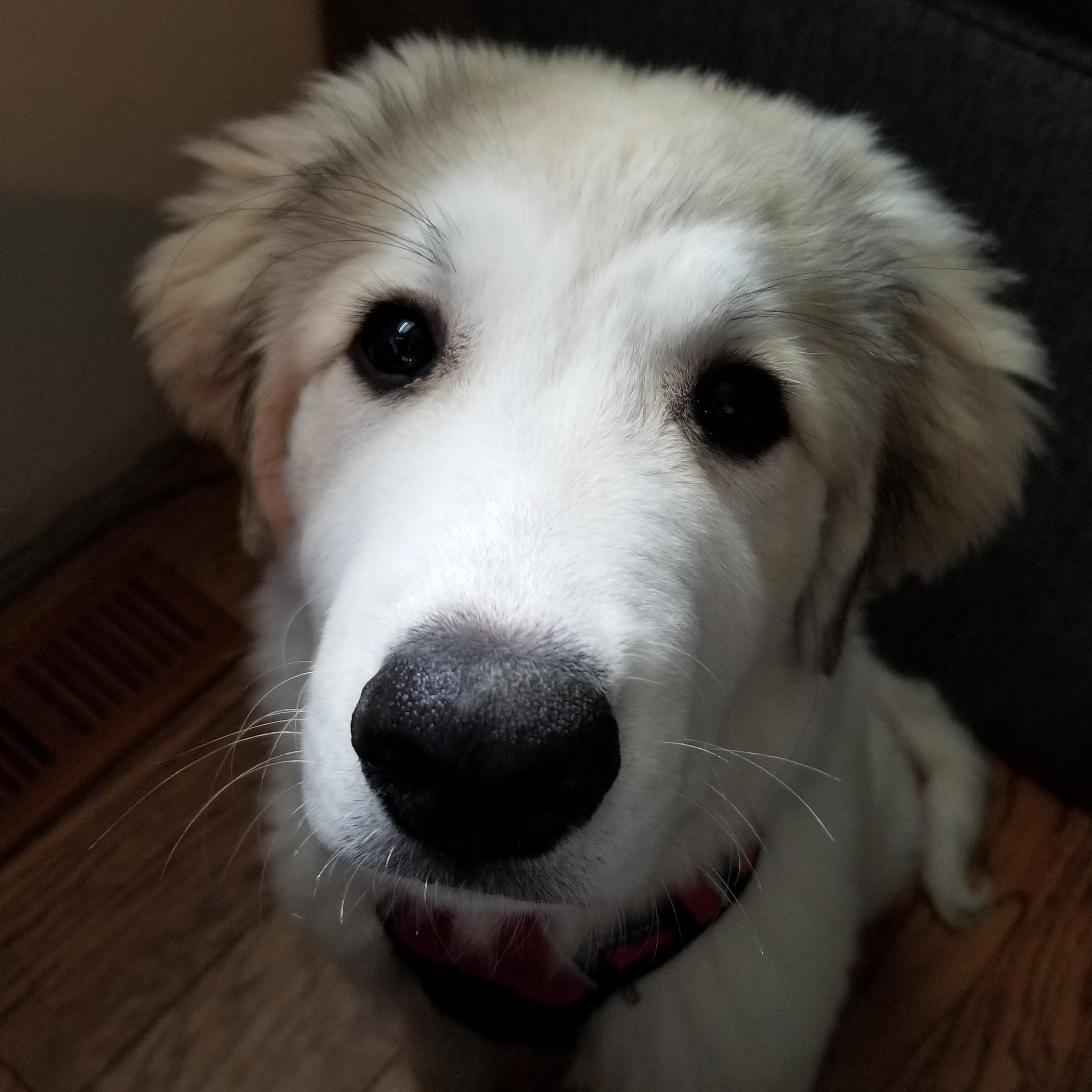 10/10 boopable | Scrolller