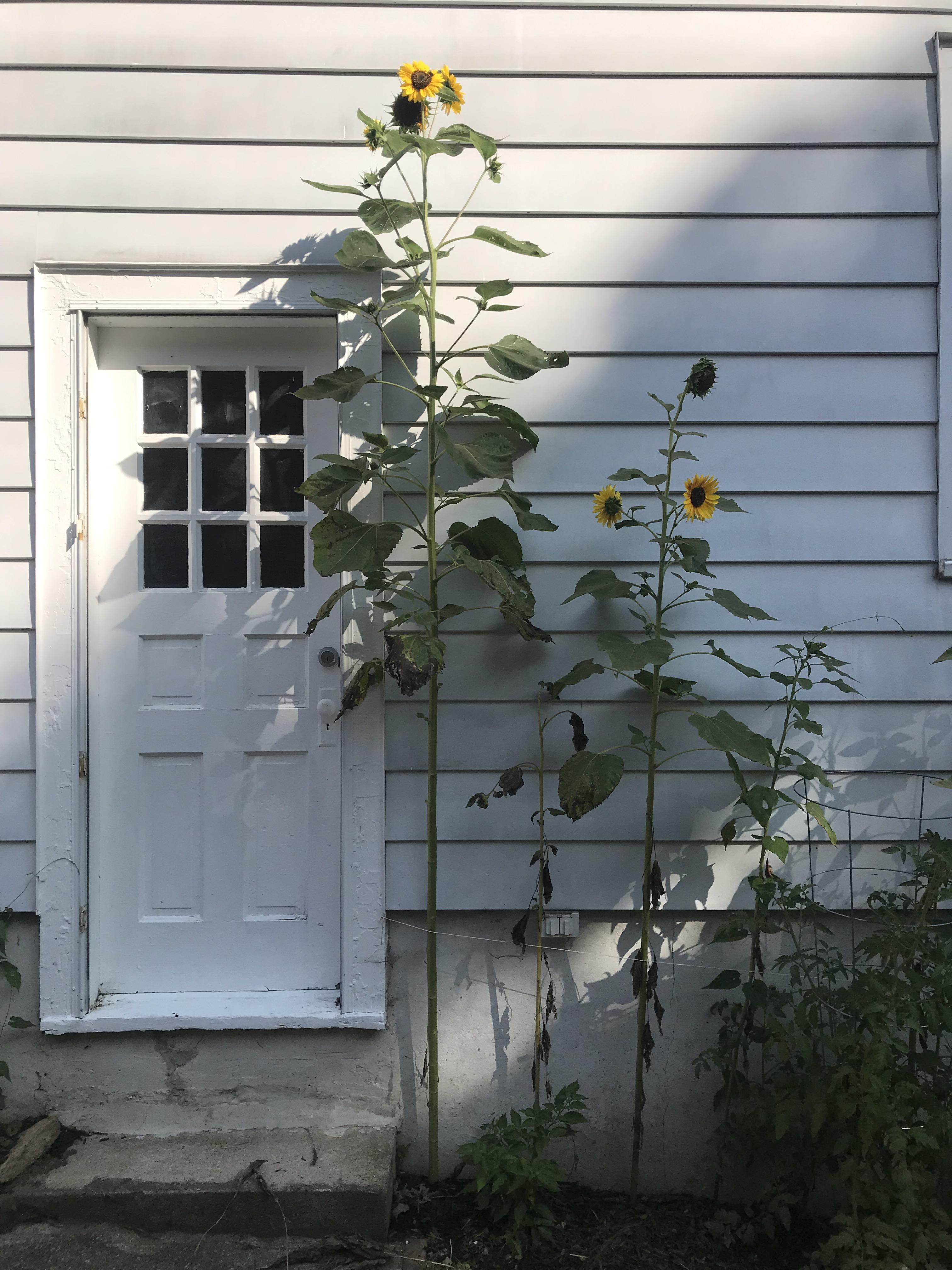 10 feet 2 inches tall and still blooming. | Scrolller