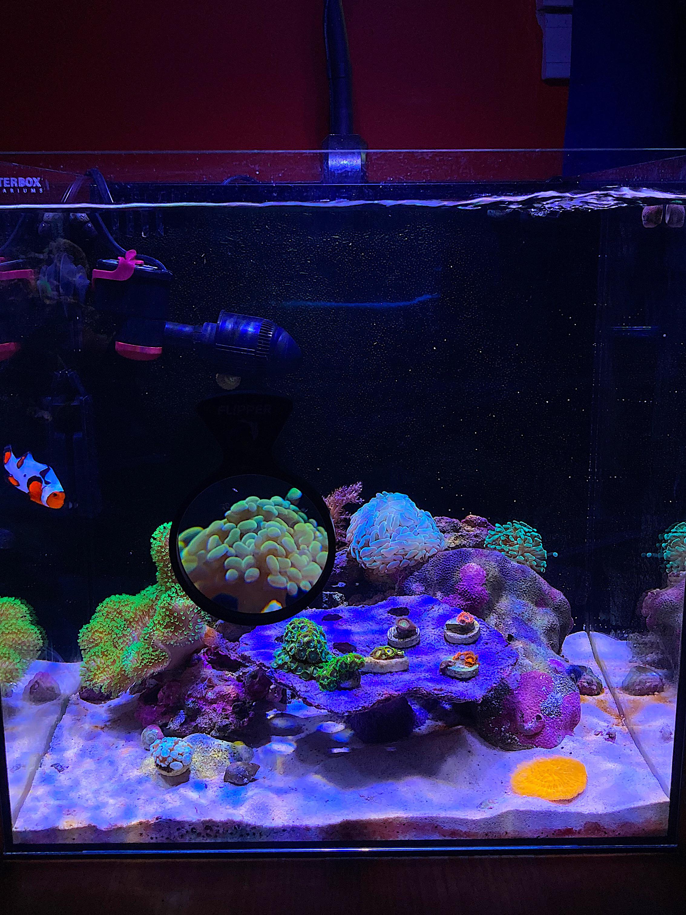 10 Gallon Nano Reef coming along | Scrolller