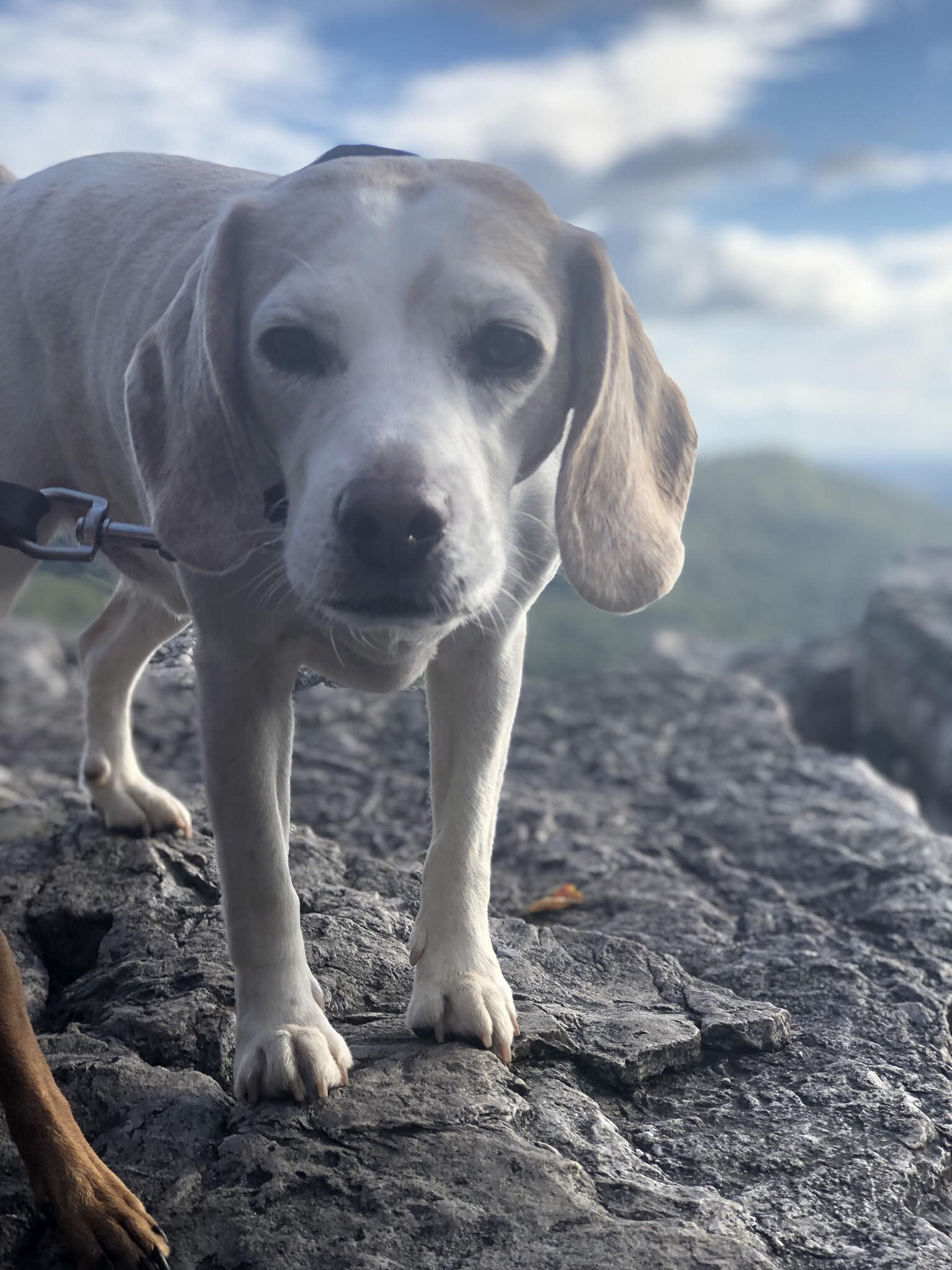 10 years old but still killing it on hikes | Scrolller