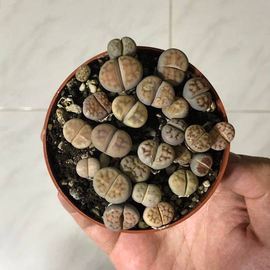 $12 for my first batch of butts :) | Scrolller