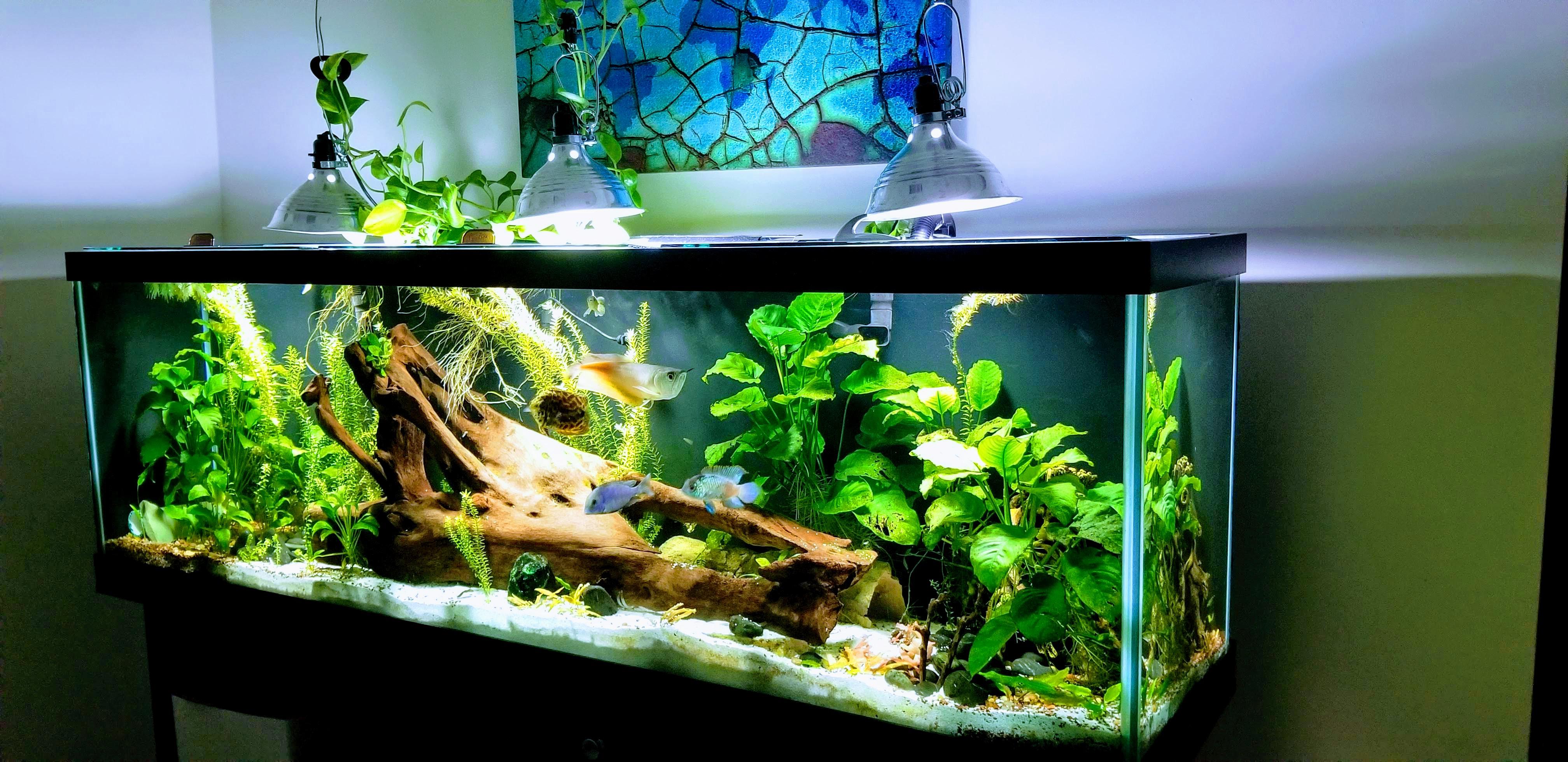 125 low tech filling up nicely with anubias | Scrolller