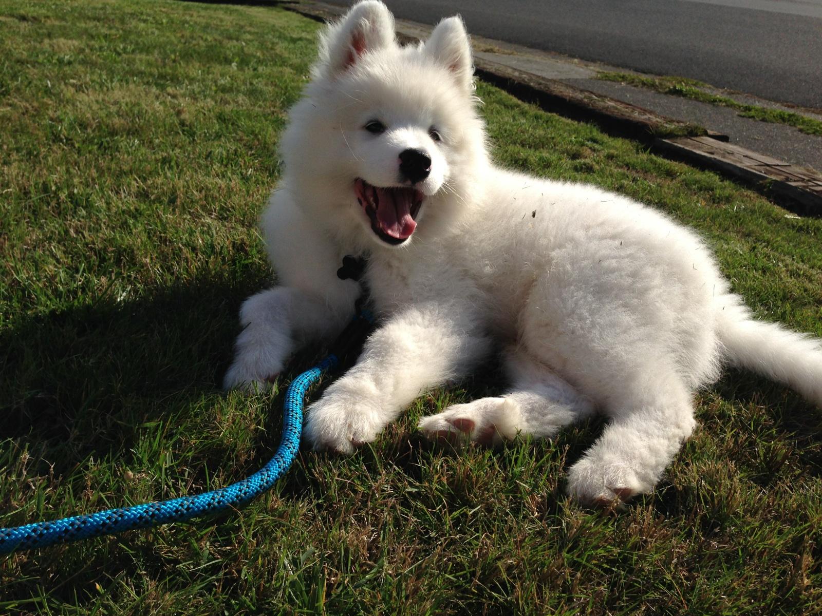 13 week old pup! Happiest guy on earth! | Scrolller